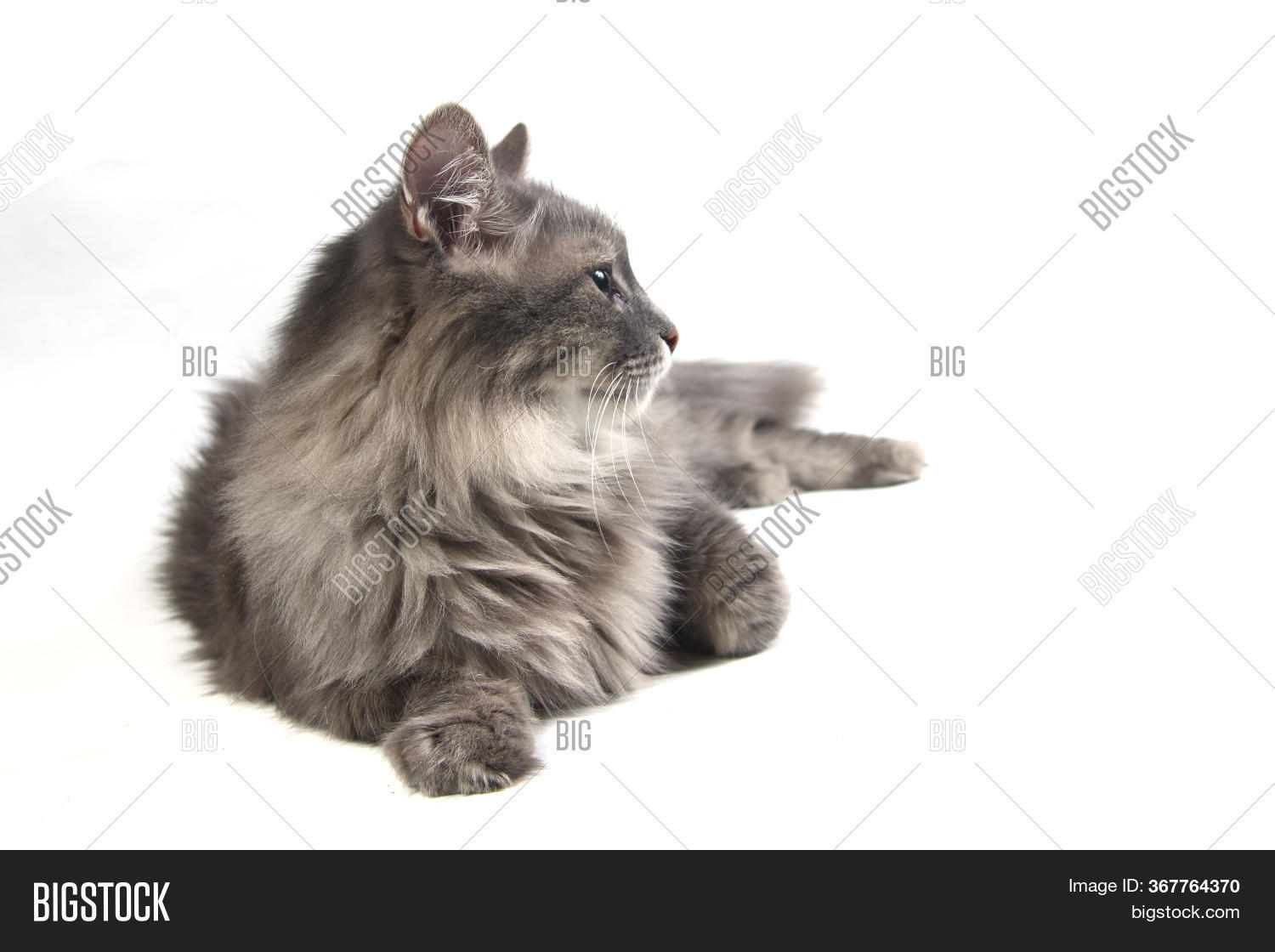 Cute Gray Domestic Cat Image & Photo (Free Trial) | Bigstock