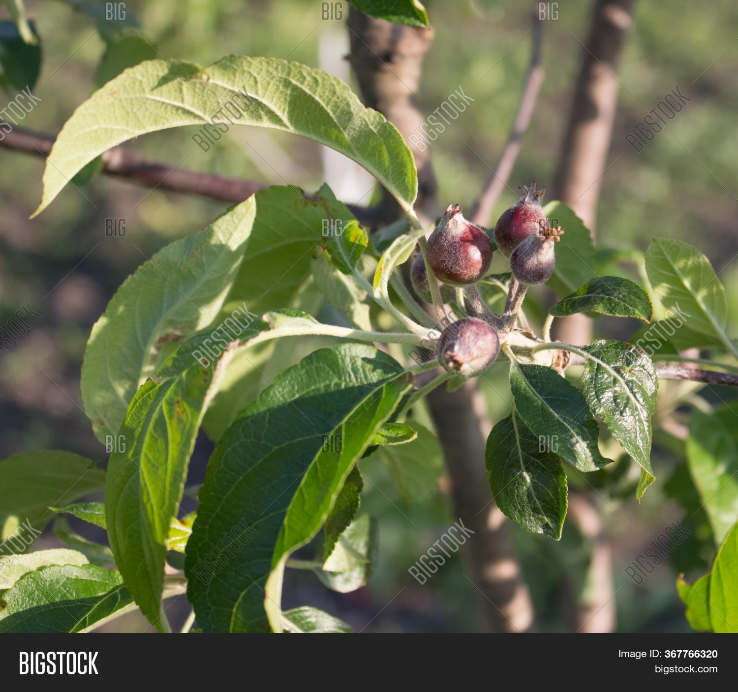 Little Unripe Apples Image & Photo (Free Trial) | Bigstock