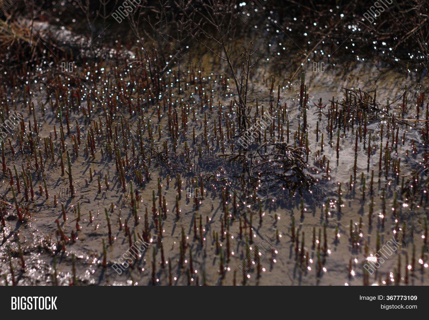 Lights Water Image & Photo (Free Trial) | Bigstock