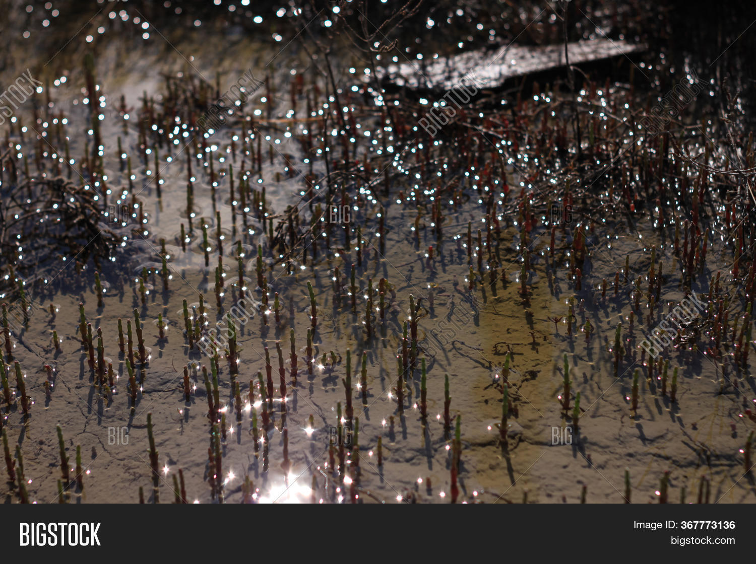 Lights Water Image & Photo (Free Trial) | Bigstock