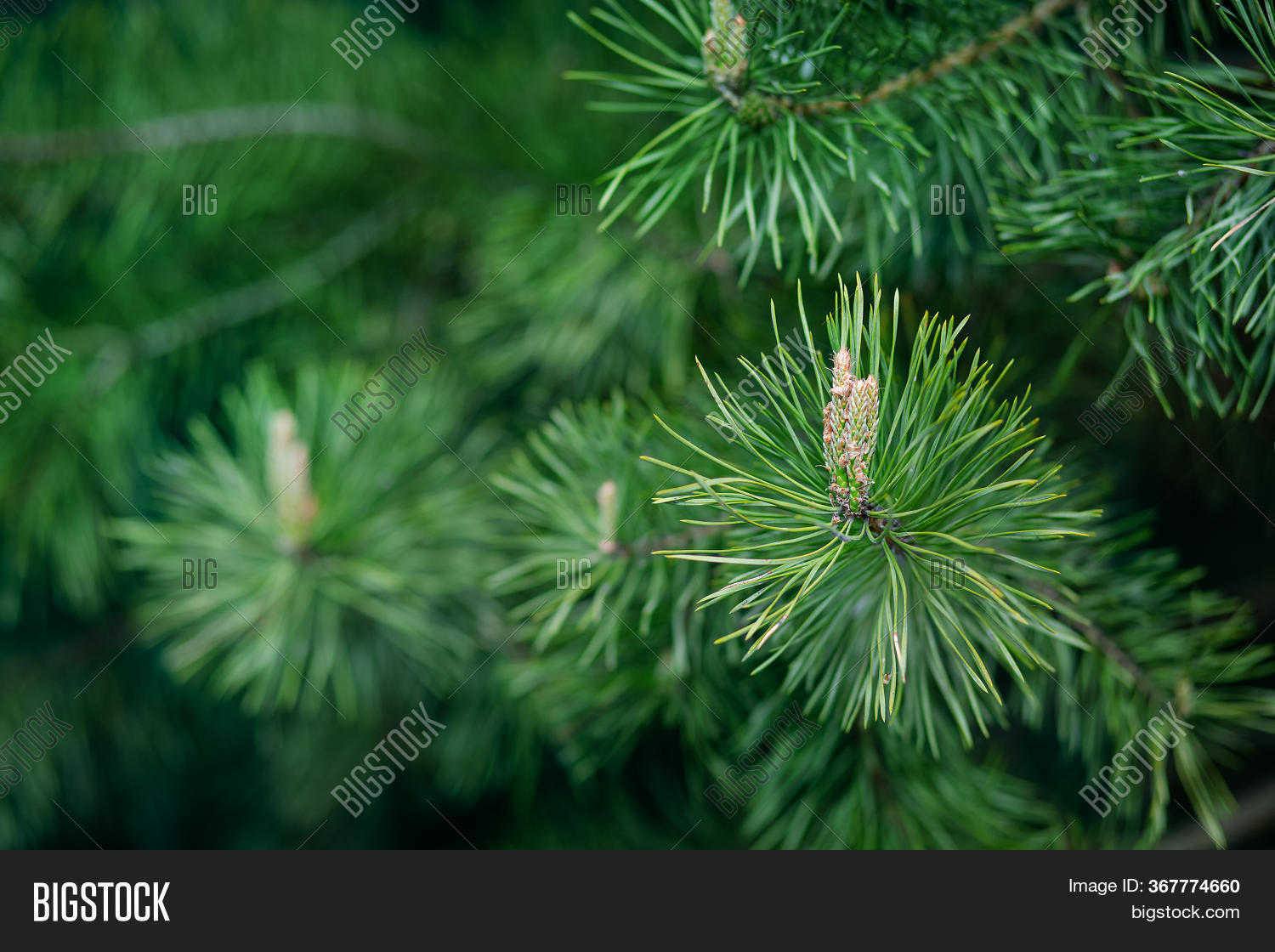 Green Spruce Close Image & Photo (Free Trial) | Bigstock