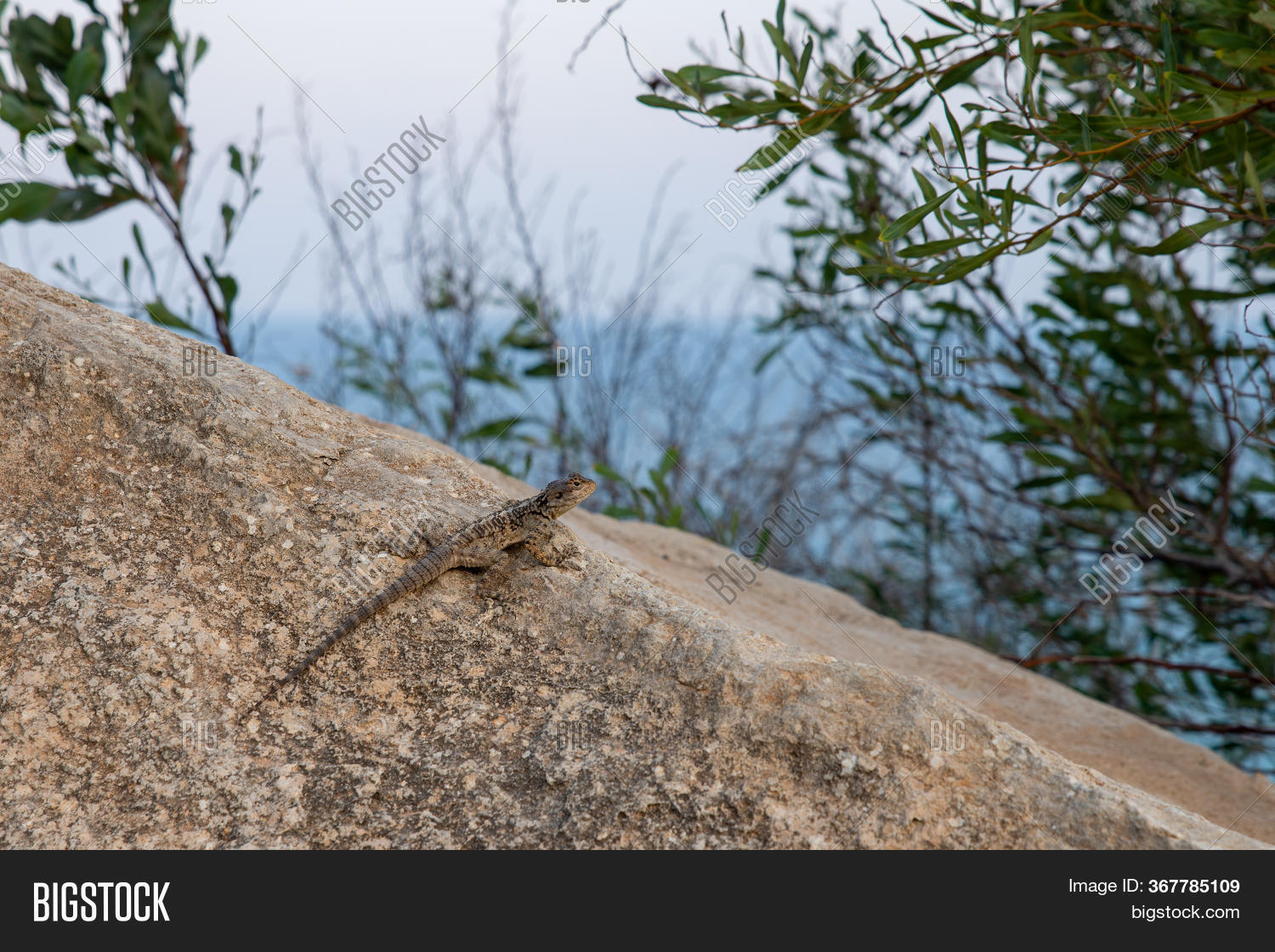 Brown Striped Lizard Image & Photo (Free Trial) | Bigstock