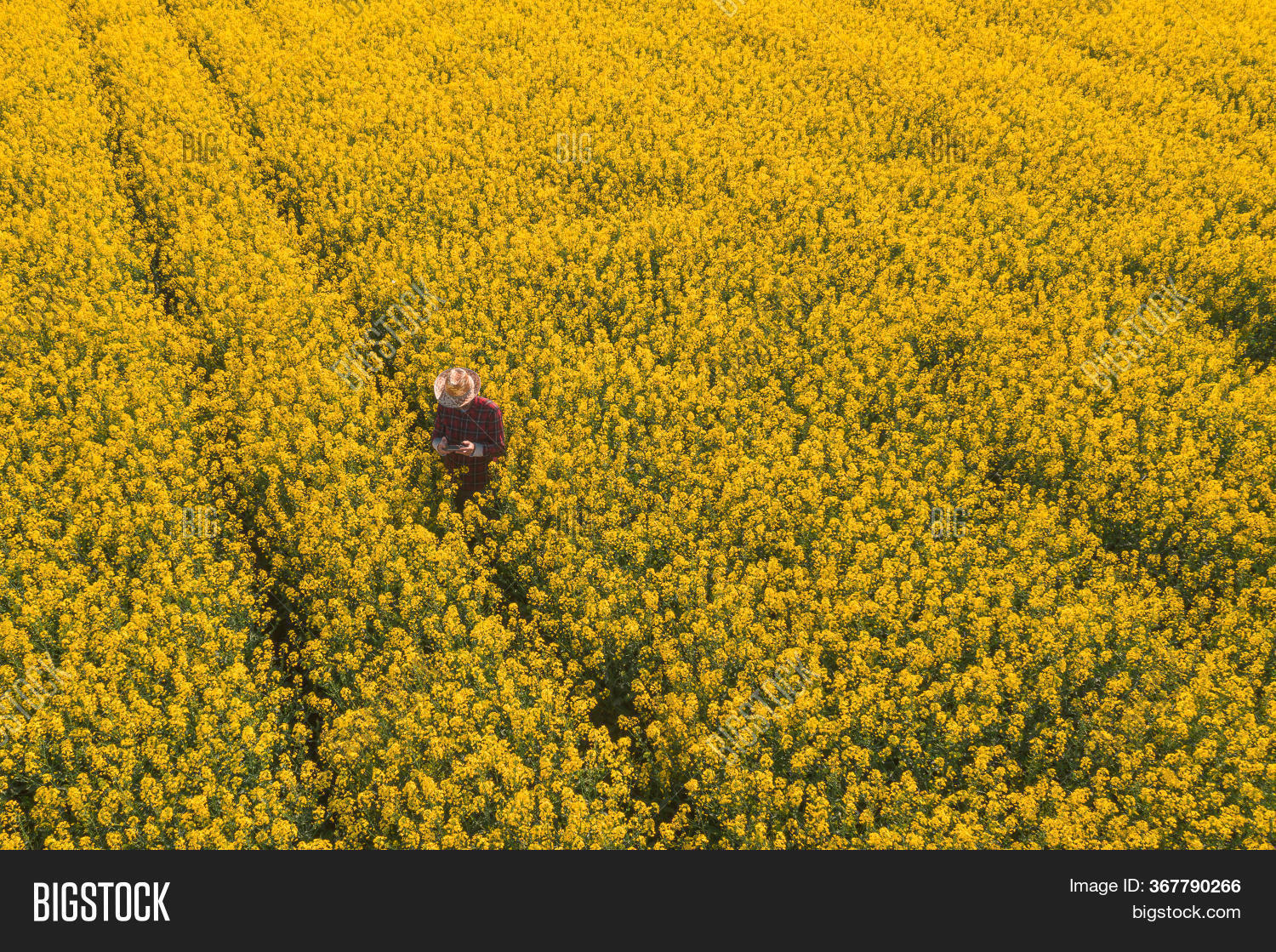 Aerial View Oilseed Image & Photo (Free Trial) | Bigstock