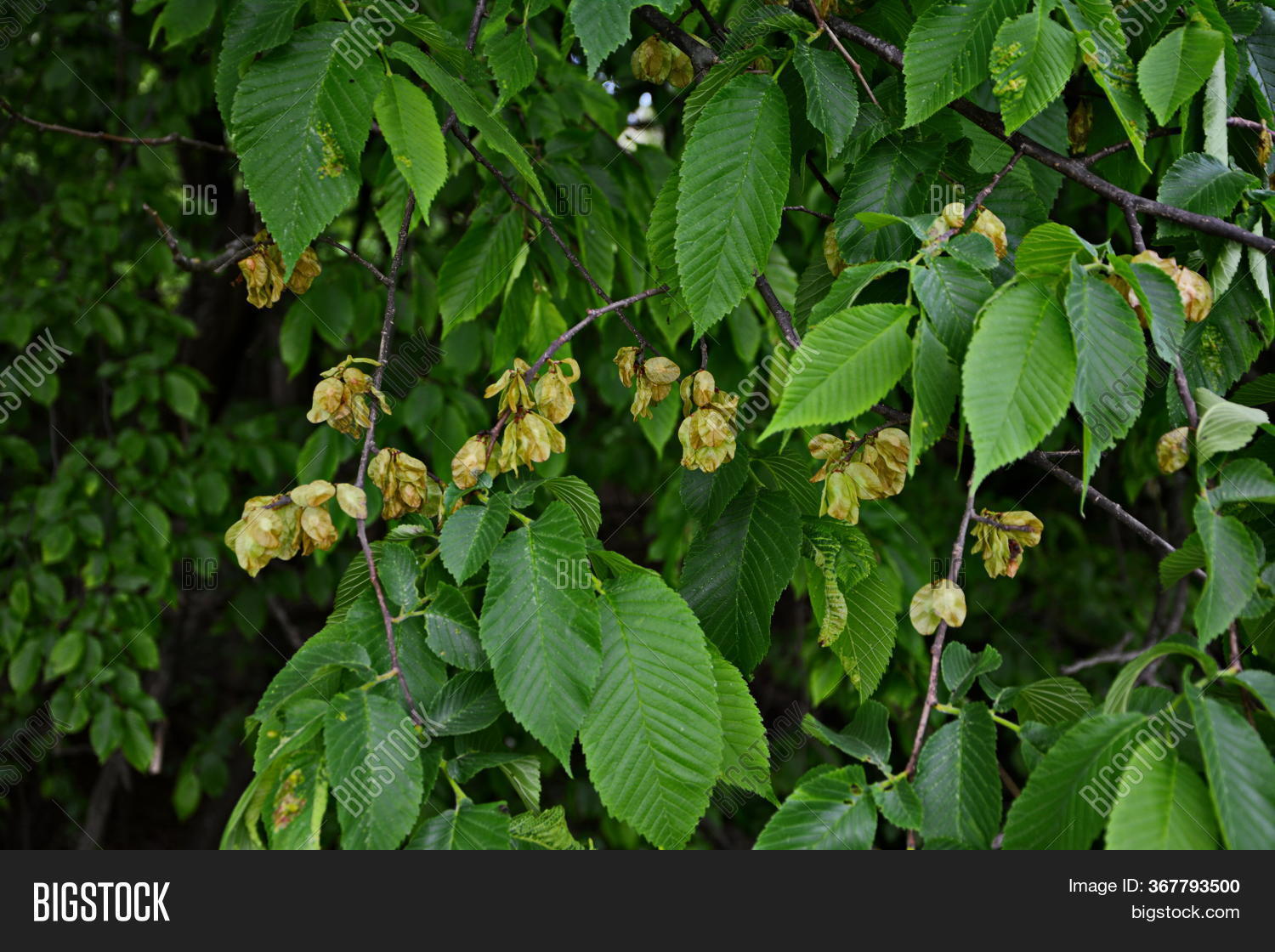 Elm Leaves Seeds. Image & Photo (Free Trial) | Bigstock