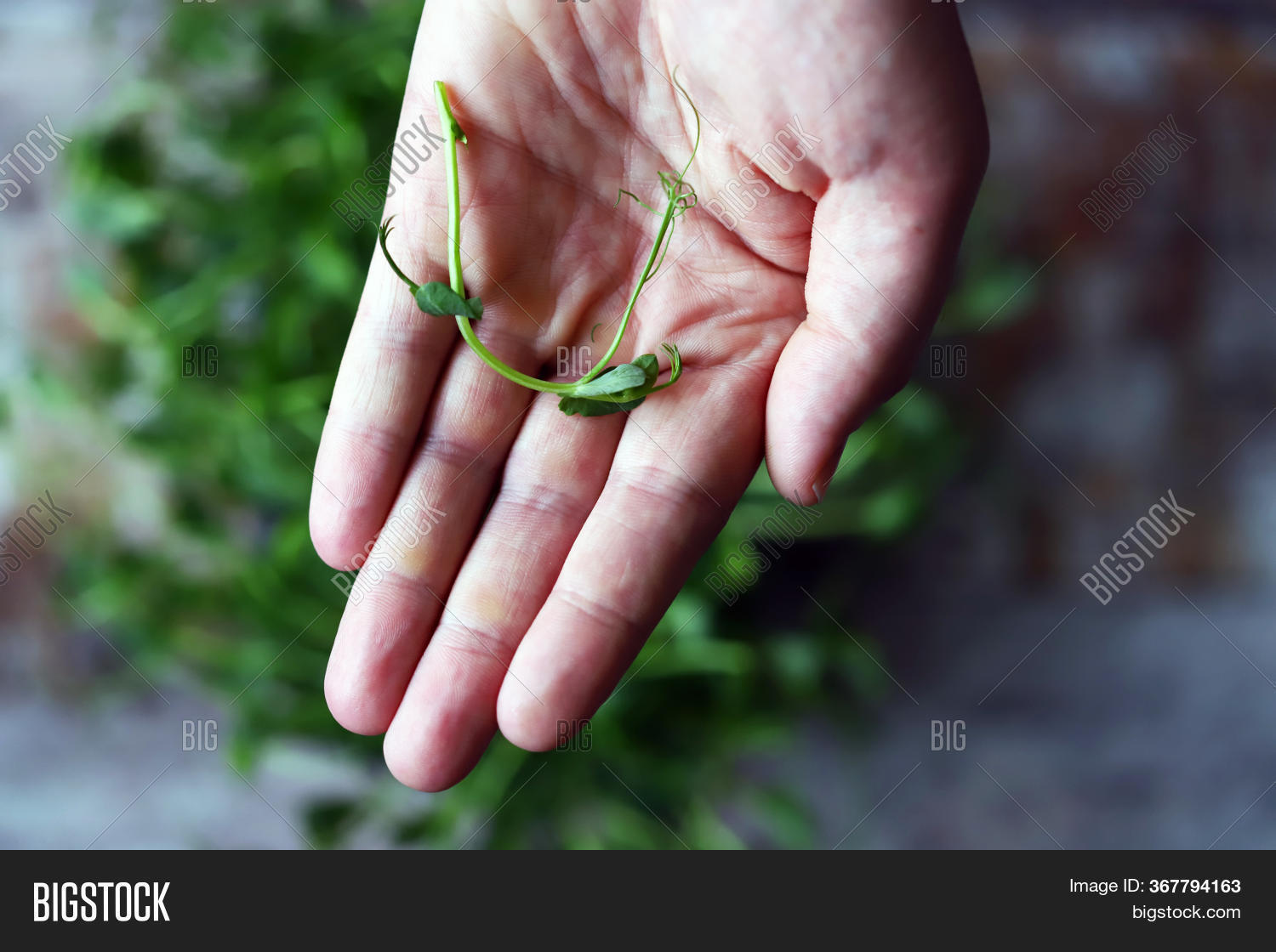 Microgreen Pot. Hands Image & Photo (Free Trial) | Bigstock