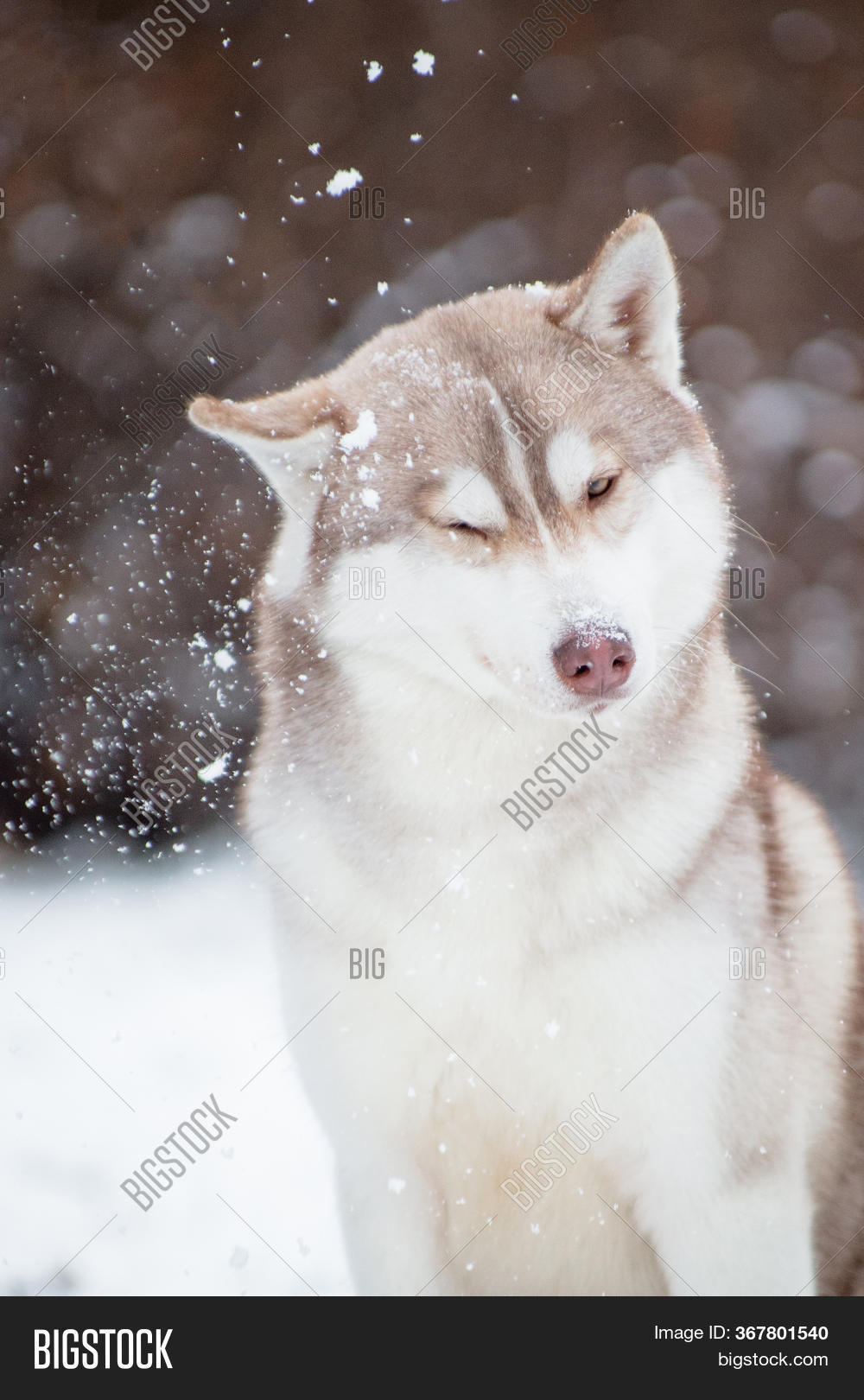 Red-white Color Dog Image & Photo (Free Trial) | Bigstock