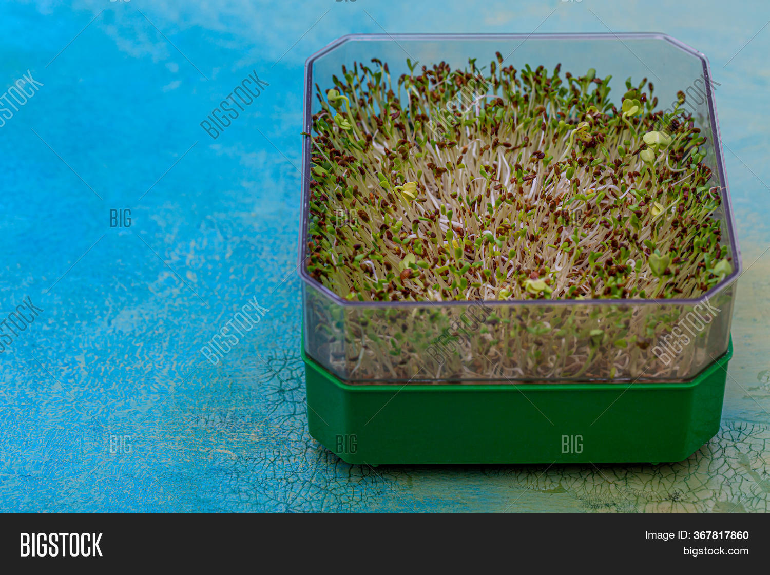 Fresh Sprouts Image & Photo (Free Trial) | Bigstock