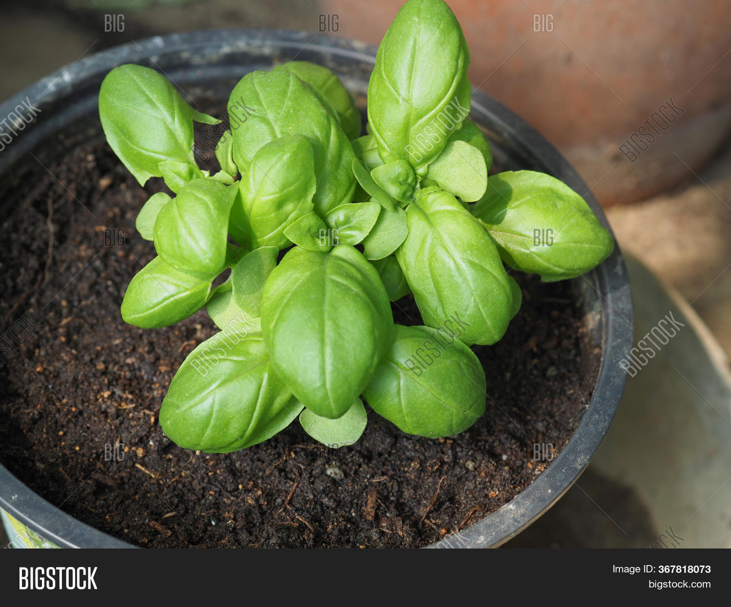Basil (basilicum) Image & Photo (Free Trial) | Bigstock