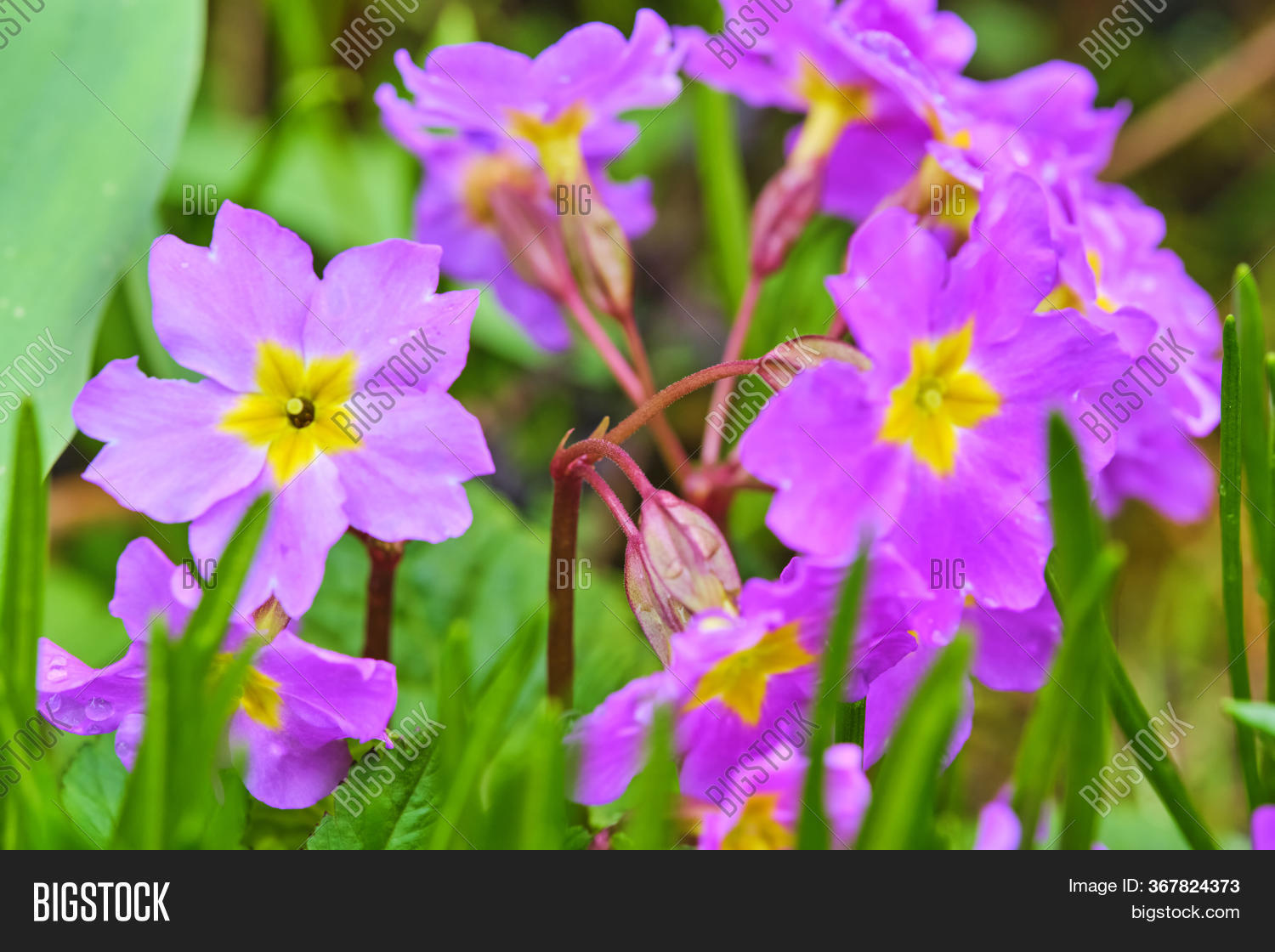 Blooms Primula Purple Image & Photo (Free Trial) | Bigstock