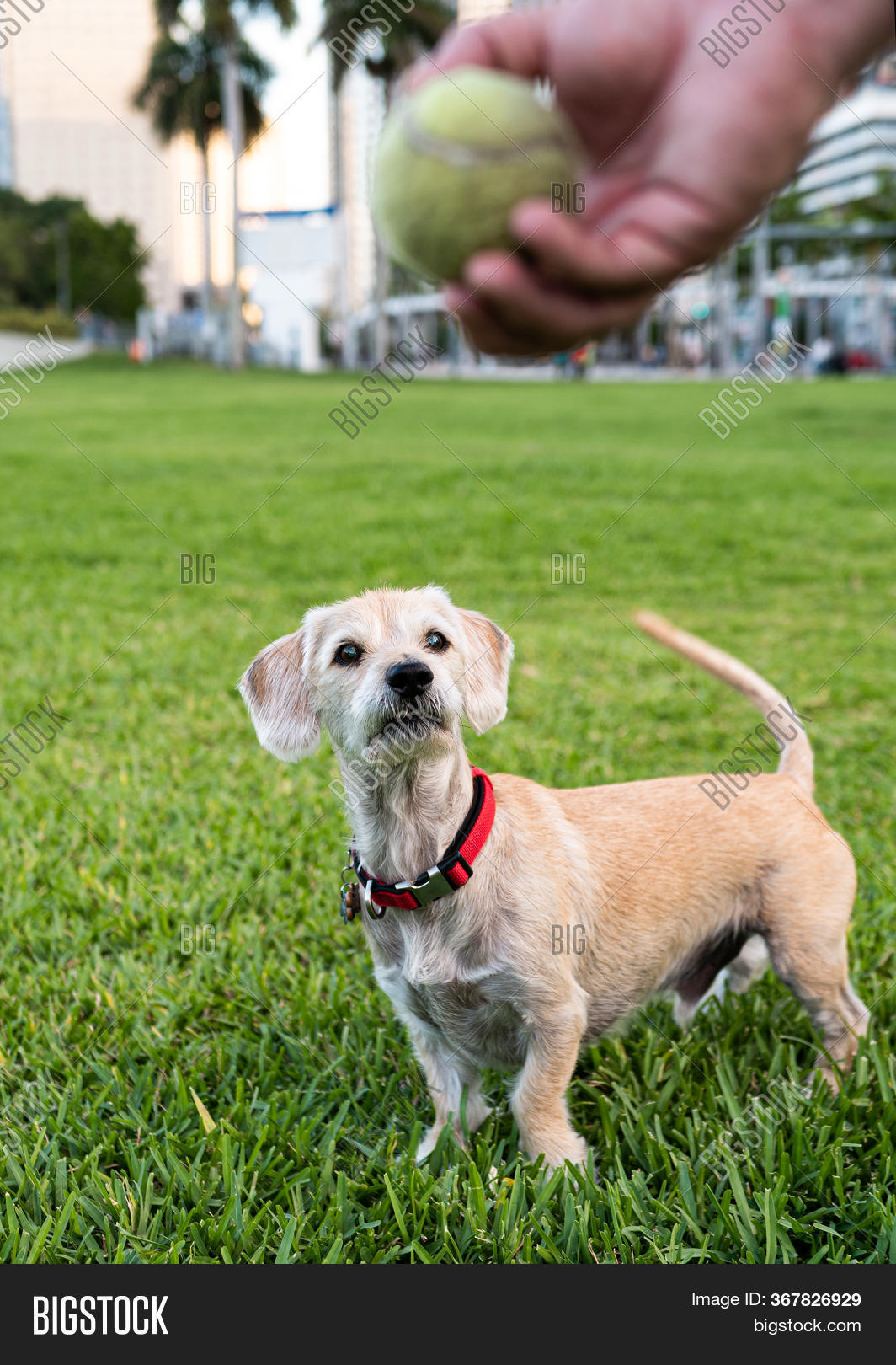 Playing Dog, Tennis Image & Photo (Free Trial) | Bigstock