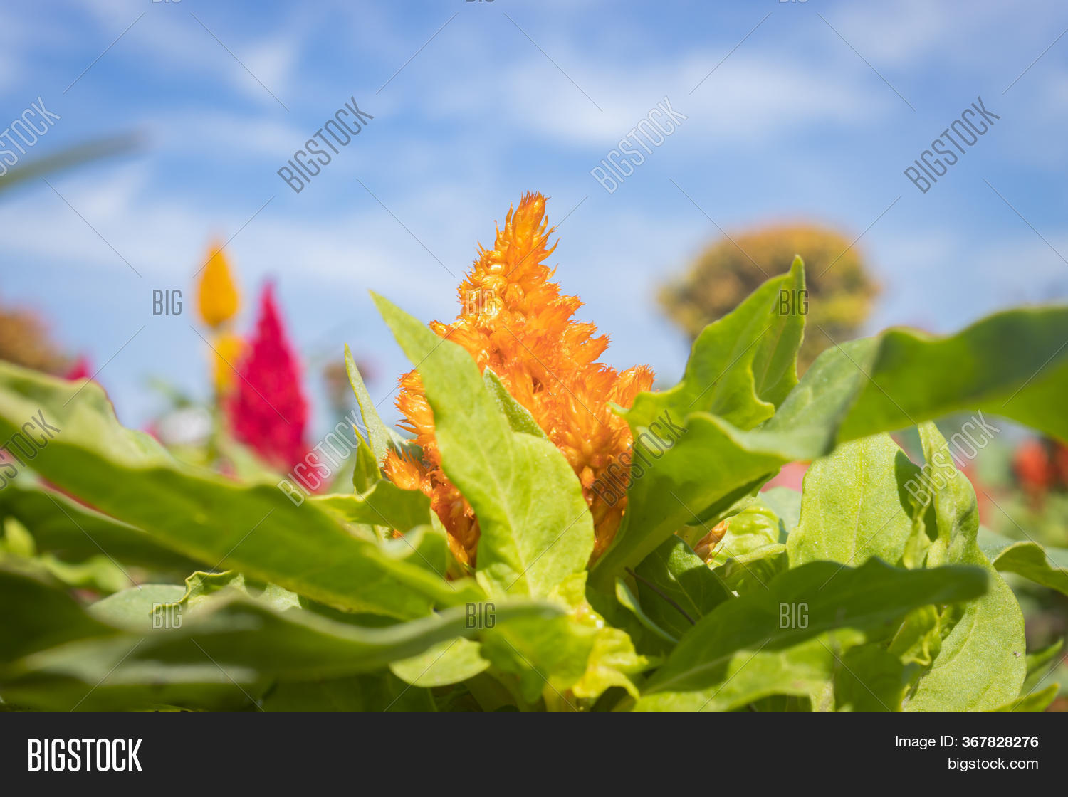 Yellow Cockscomb Image & Photo (Free Trial) | Bigstock