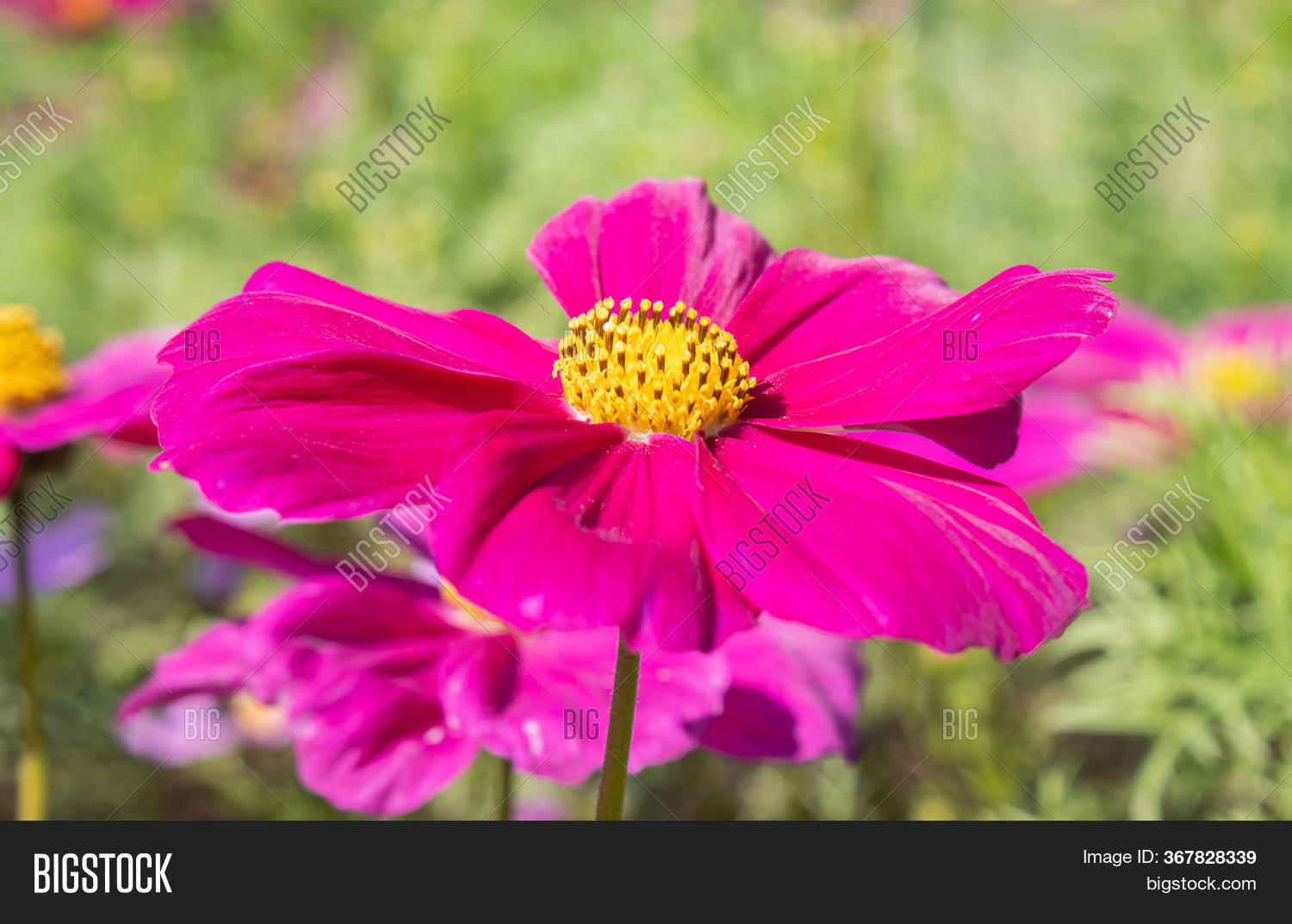 Magenta Cosmos Flower Image & Photo (Free Trial) | Bigstock