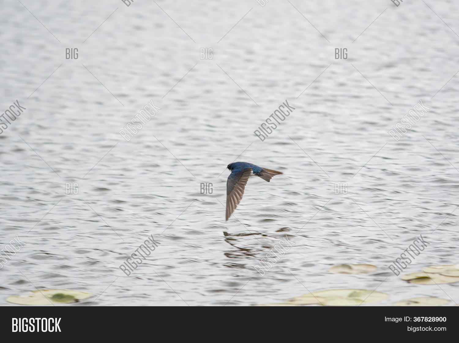 Tree Swallow Flying Image & Photo (Free Trial) | Bigstock
