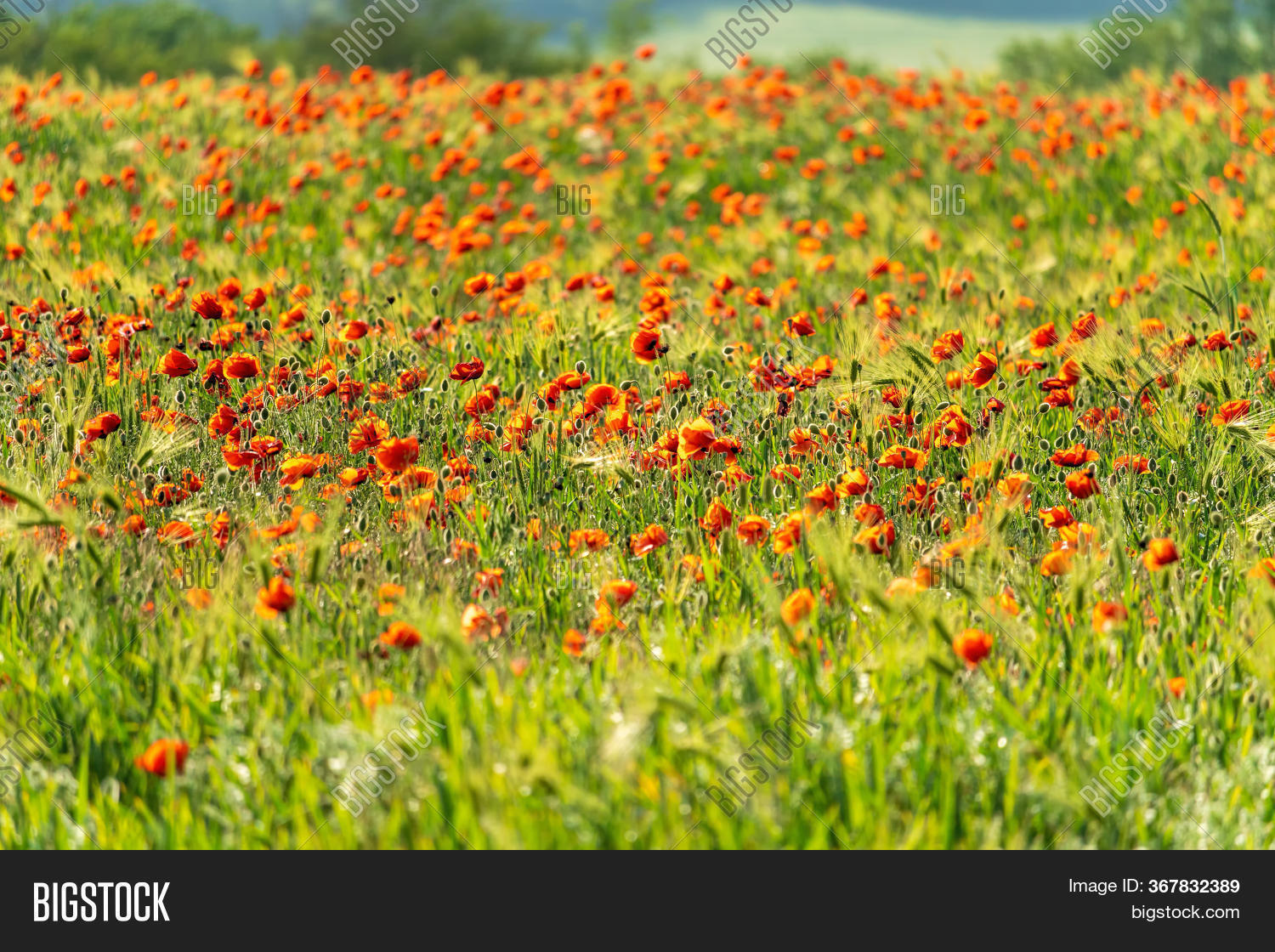 Field Green Grass Red Image & Photo (Free Trial) | Bigstock