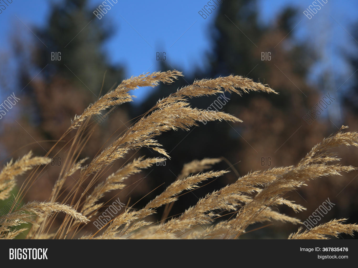 Tall Wheat Grass Image & Photo (Free Trial) | Bigstock