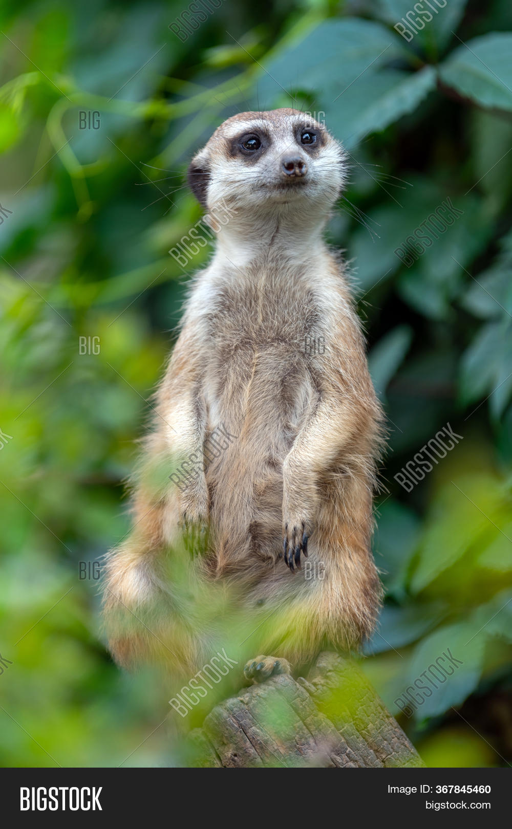 Meerkat Standing Image & Photo (Free Trial) | Bigstock