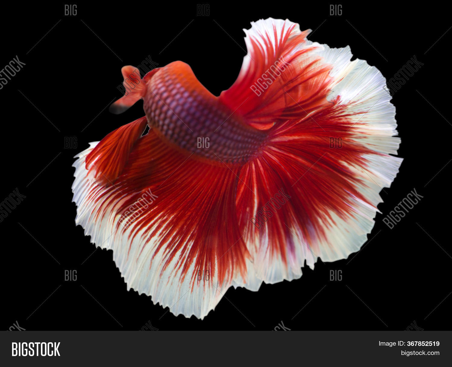 Betta Red Rose Tail Image & Photo (Free Trial) | Bigstock