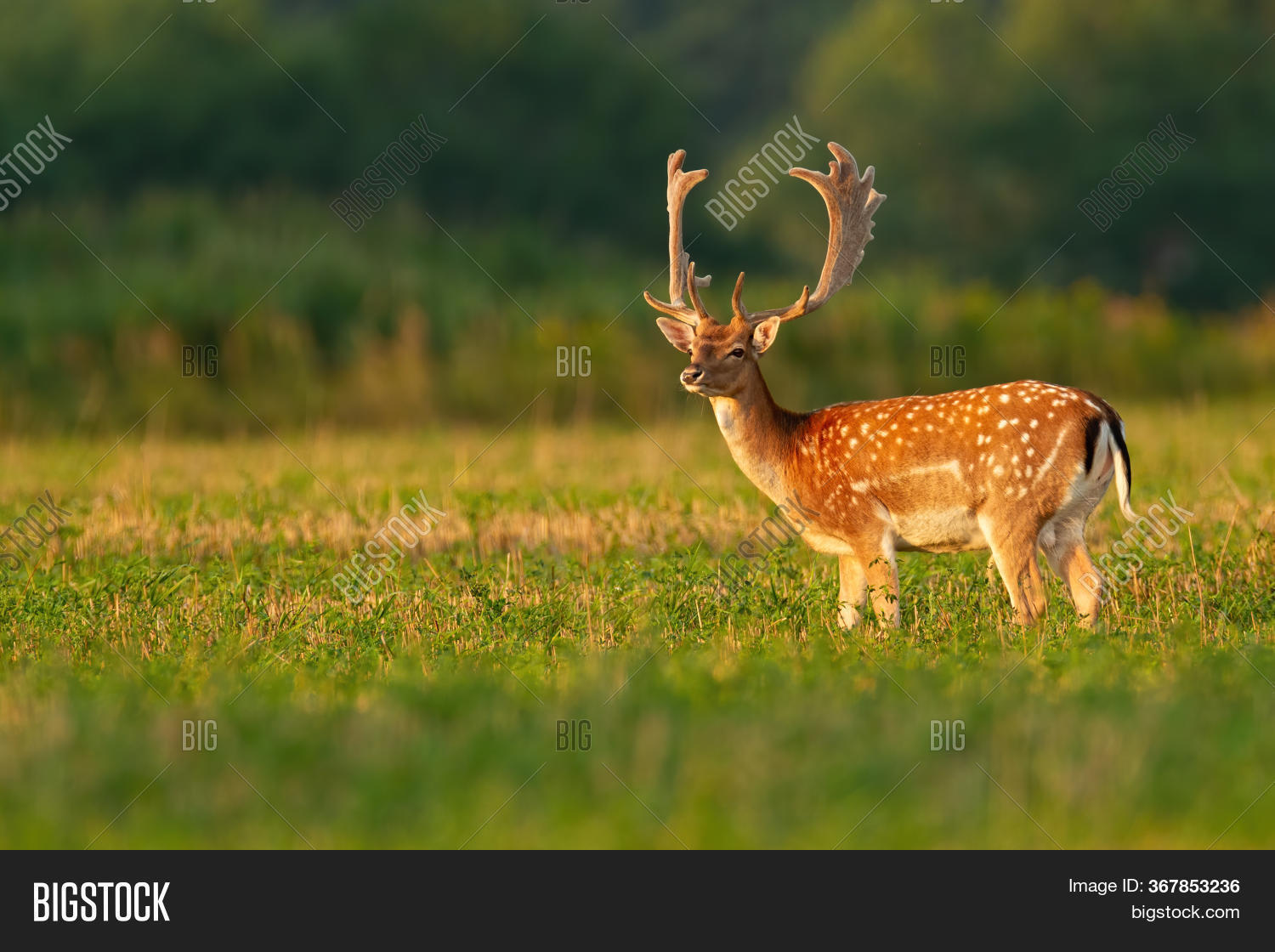 Male Fallow Deer Stag Image & Photo (Free Trial) | Bigstock