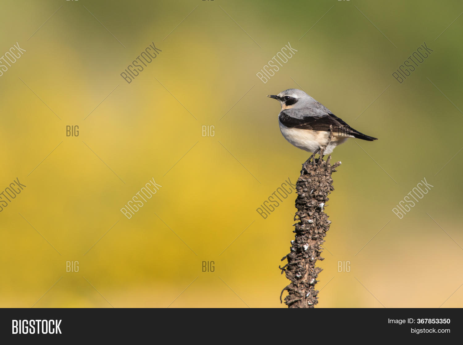 Common Wheatear ( Image & Photo (Free Trial) | Bigstock