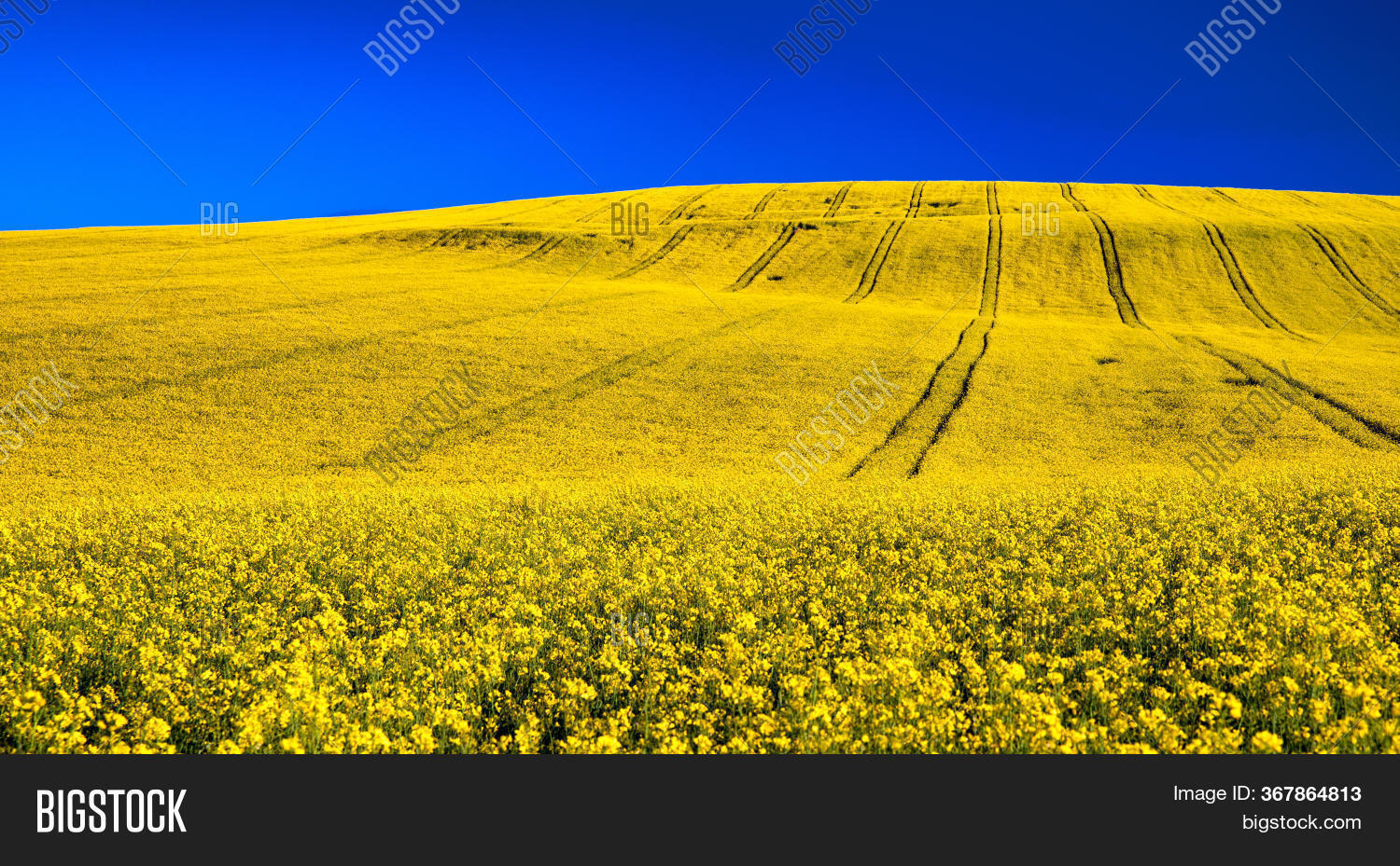 Large Yellow Image & Photo (Free Trial) | Bigstock