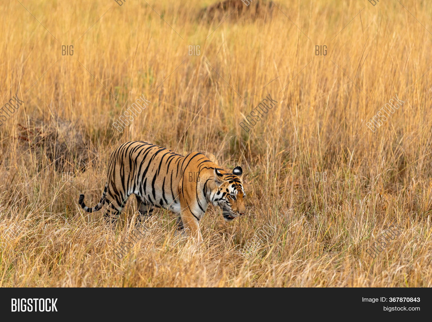 Wild Female Tiger Image & Photo (Free Trial) | Bigstock