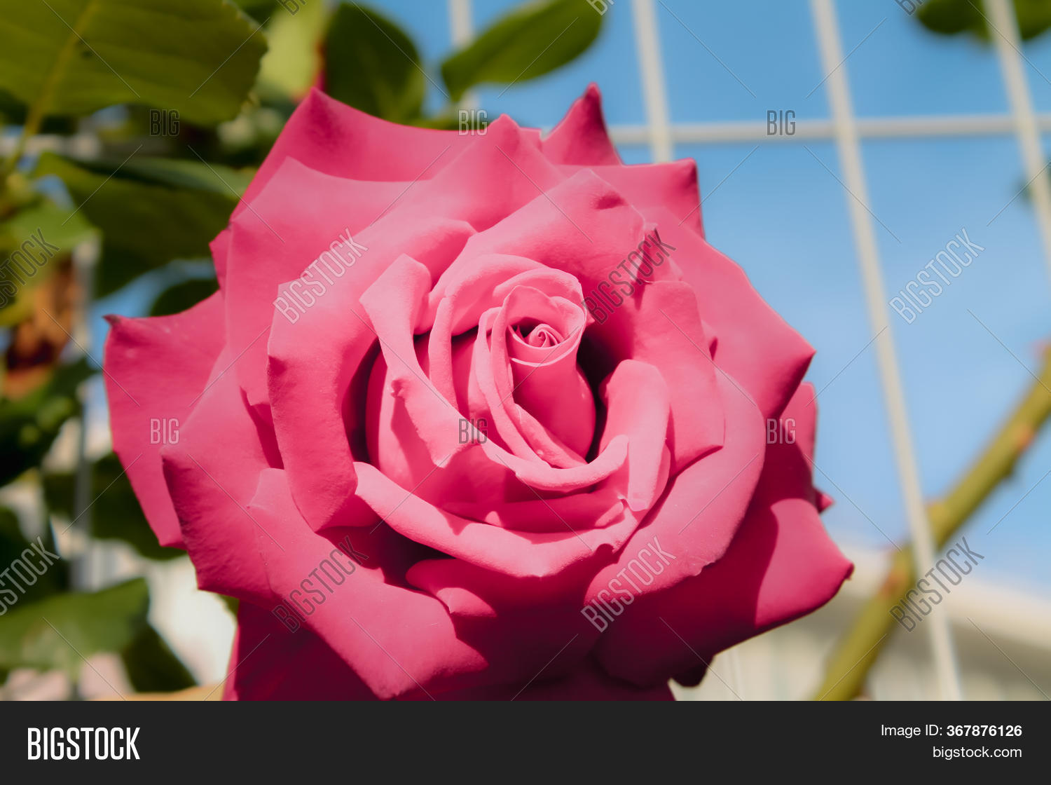 Red Rose Blooms Park. Image & Photo (Free Trial) | Bigstock