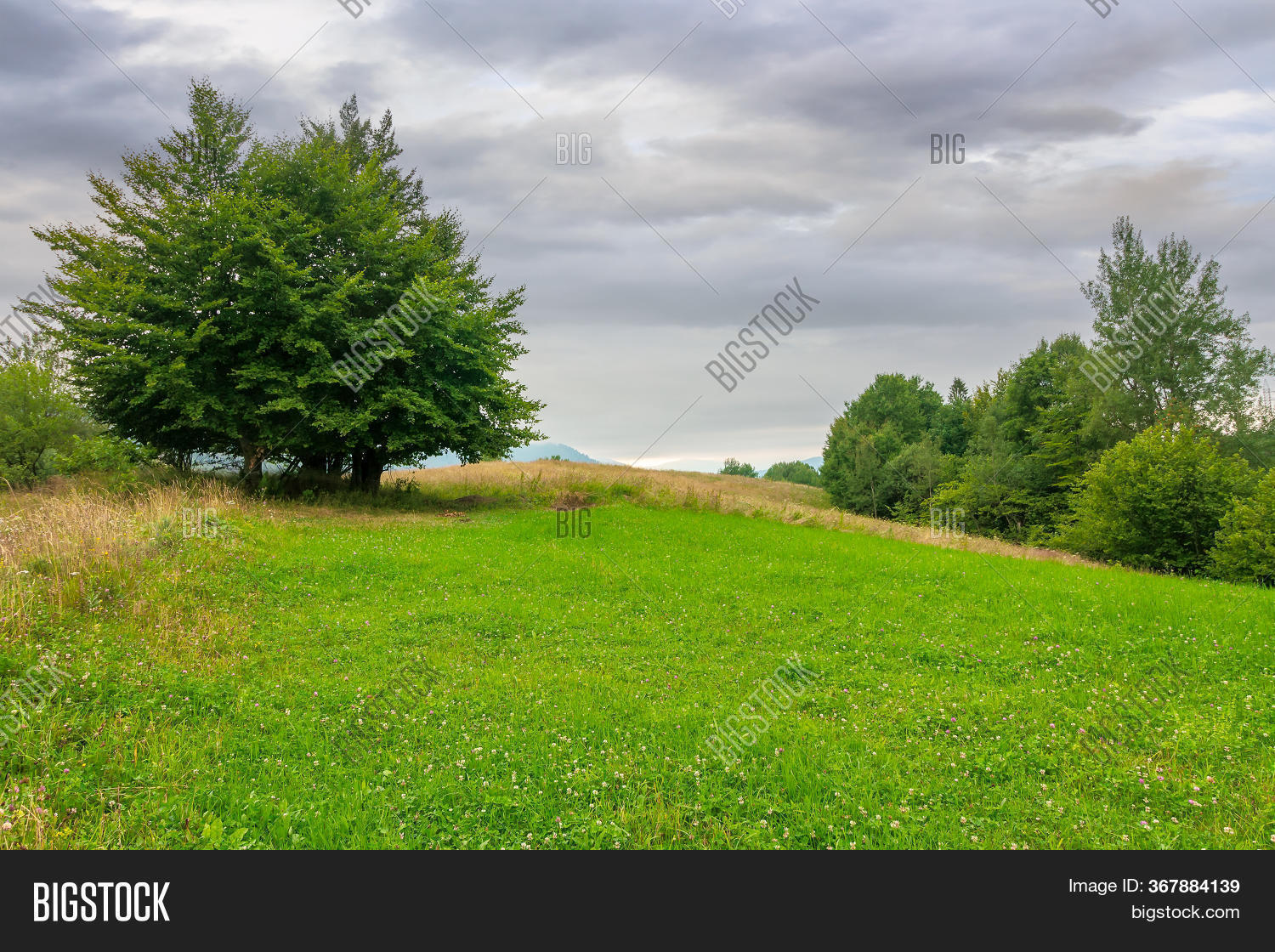 Tree On Grassy Meadow Image & Photo (Free Trial) | Bigstock