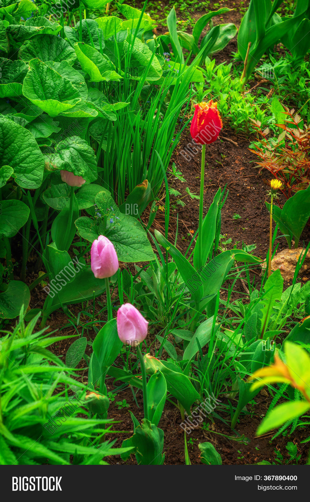 Tulips Growing Ground Image & Photo (Free Trial) | Bigstock