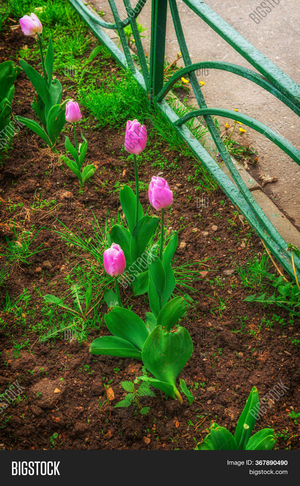 Tulips Growing Ground Image & Photo (Free Trial) | Bigstock