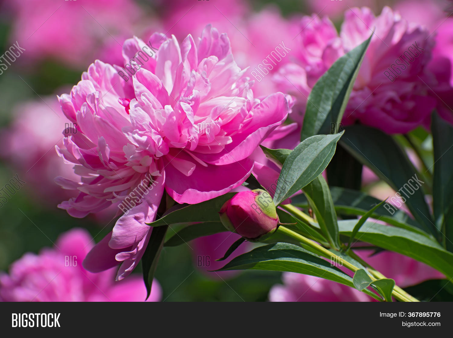 Sprig Beautiful Fresh Image & Photo (Free Trial) | Bigstock