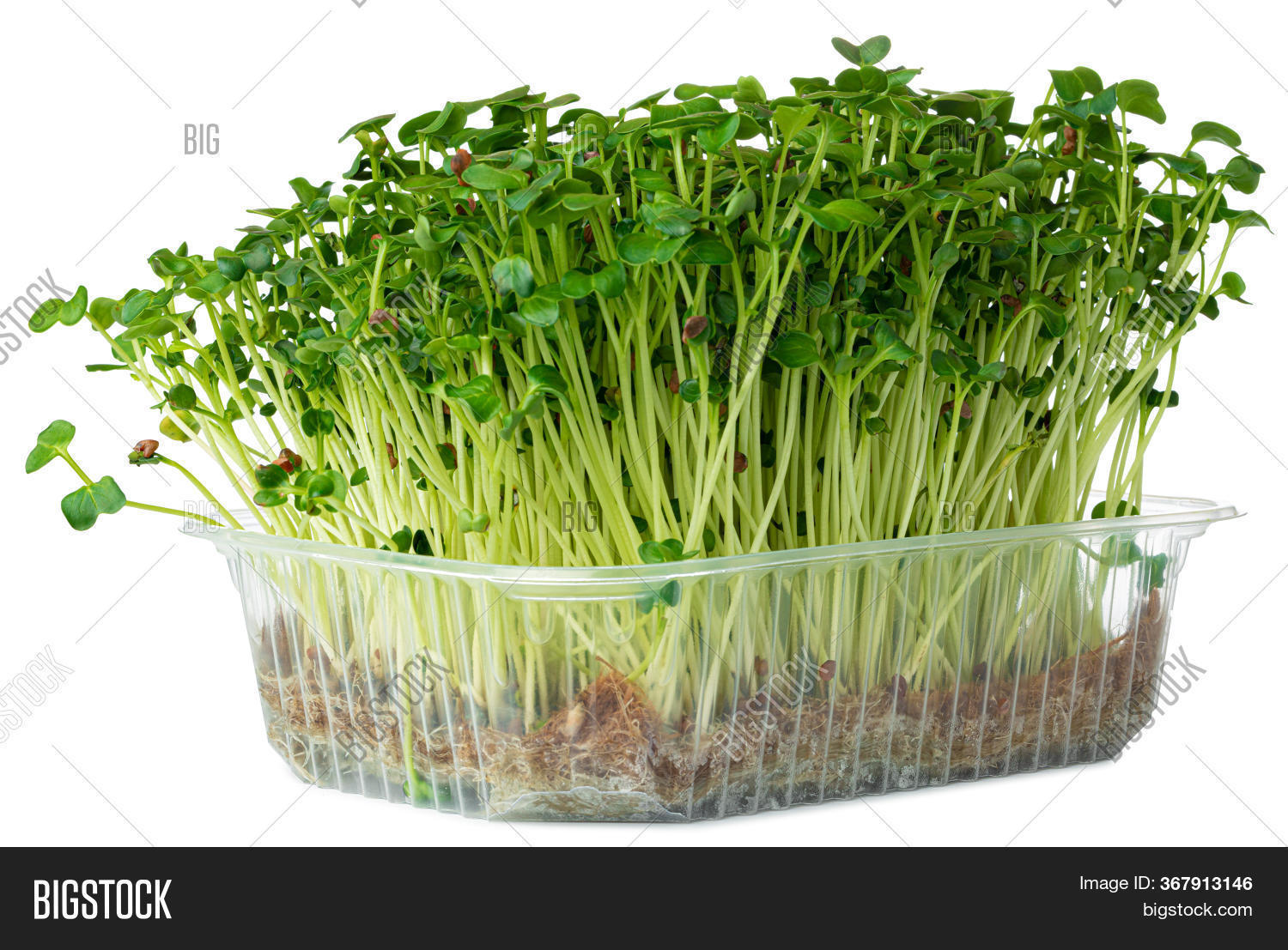 Radish Daikon Micro Image & Photo (Free Trial) | Bigstock