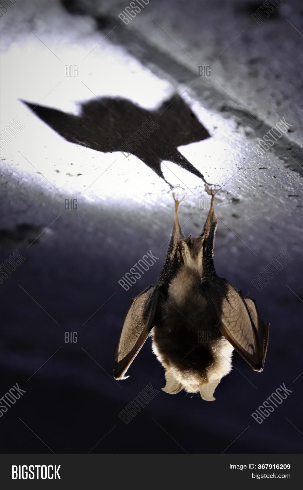 Rear View Lesser Image & Photo (Free Trial) | Bigstock