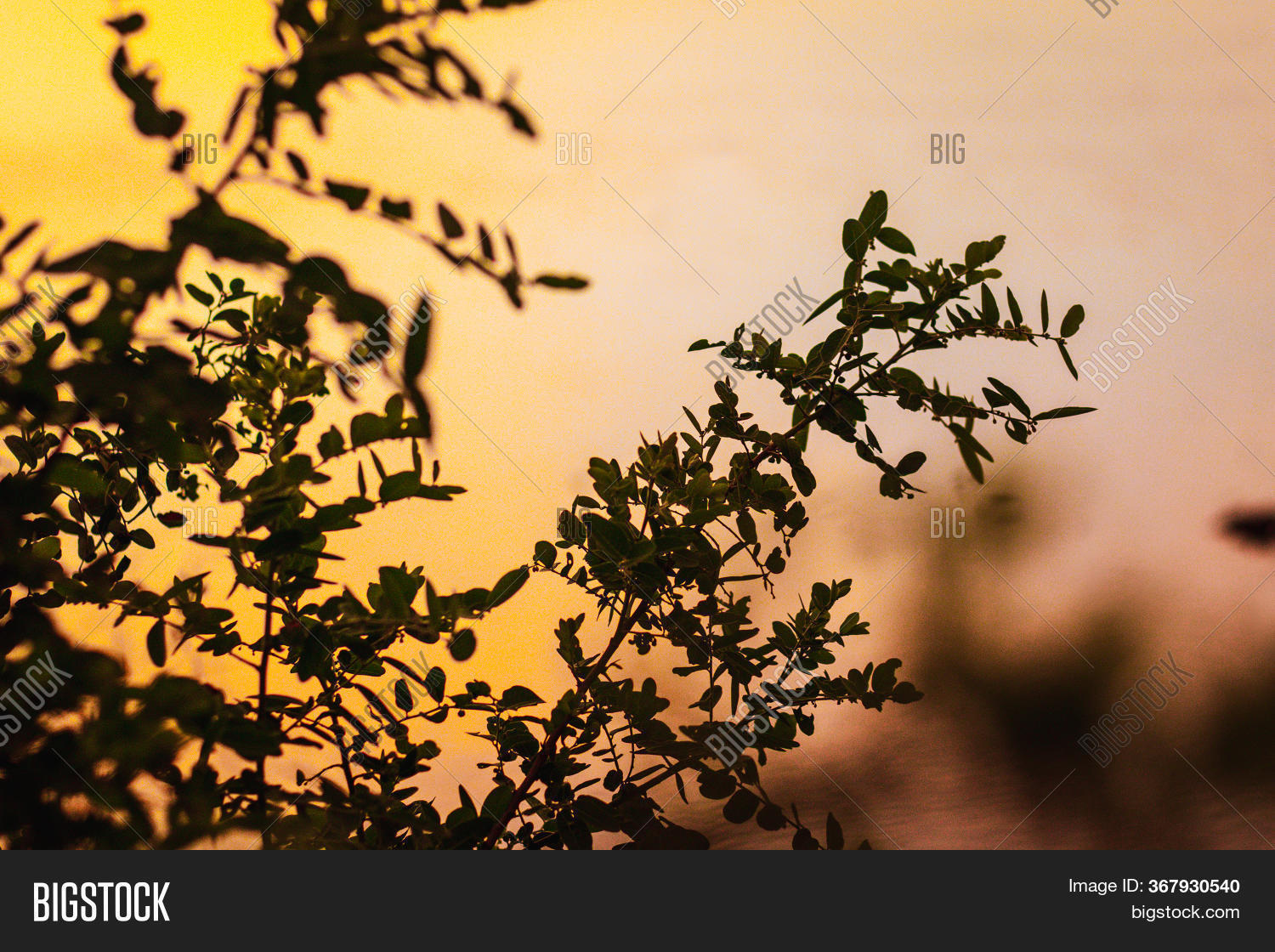 Backlit Image Sunset Image & Photo (Free Trial) | Bigstock