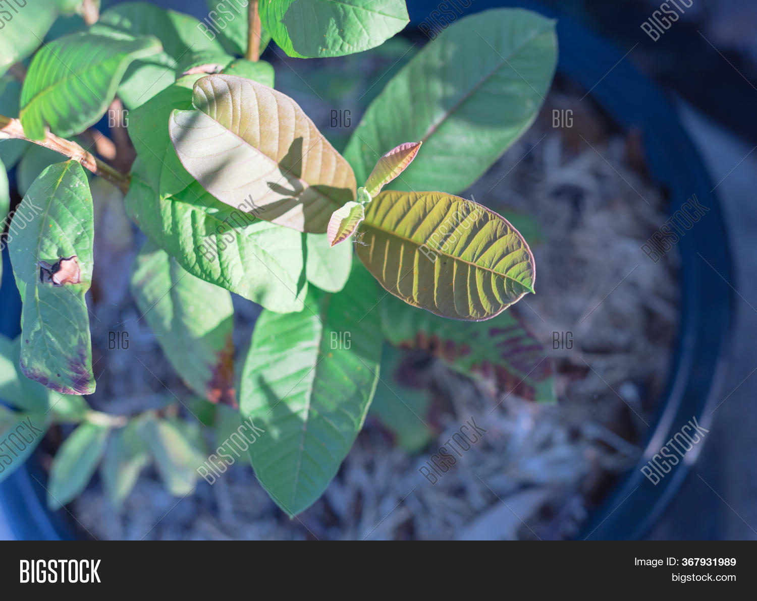 Green Young Guava Leaf Image & Photo (Free Trial) | Bigstock