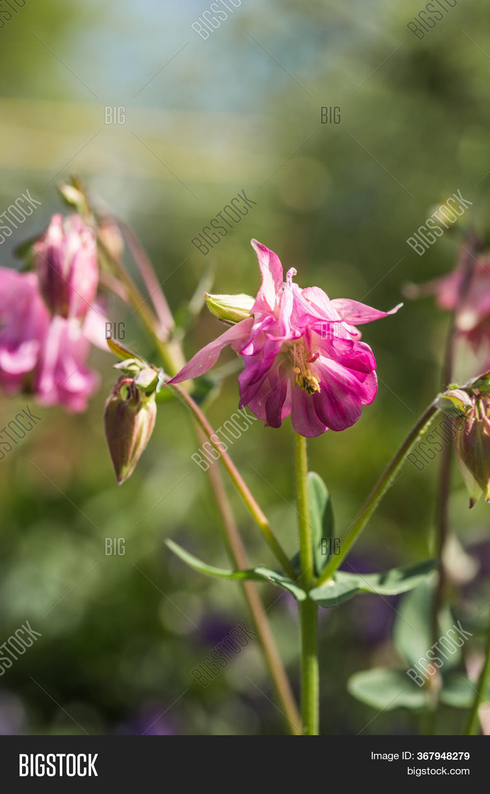 Pink Flowers Aquilegia Image & Photo (Free Trial) | Bigstock