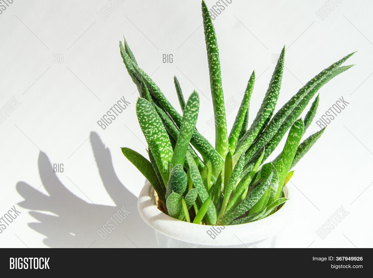 Aloe Vera Flower White Image & Photo (Free Trial) | Bigstock