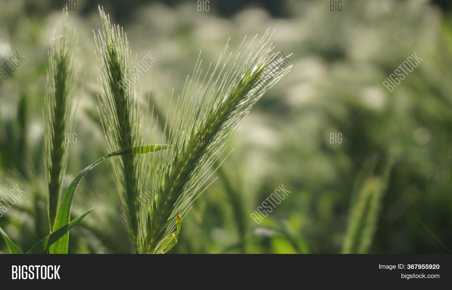Green Lush Field Image & Photo (Free Trial) | Bigstock