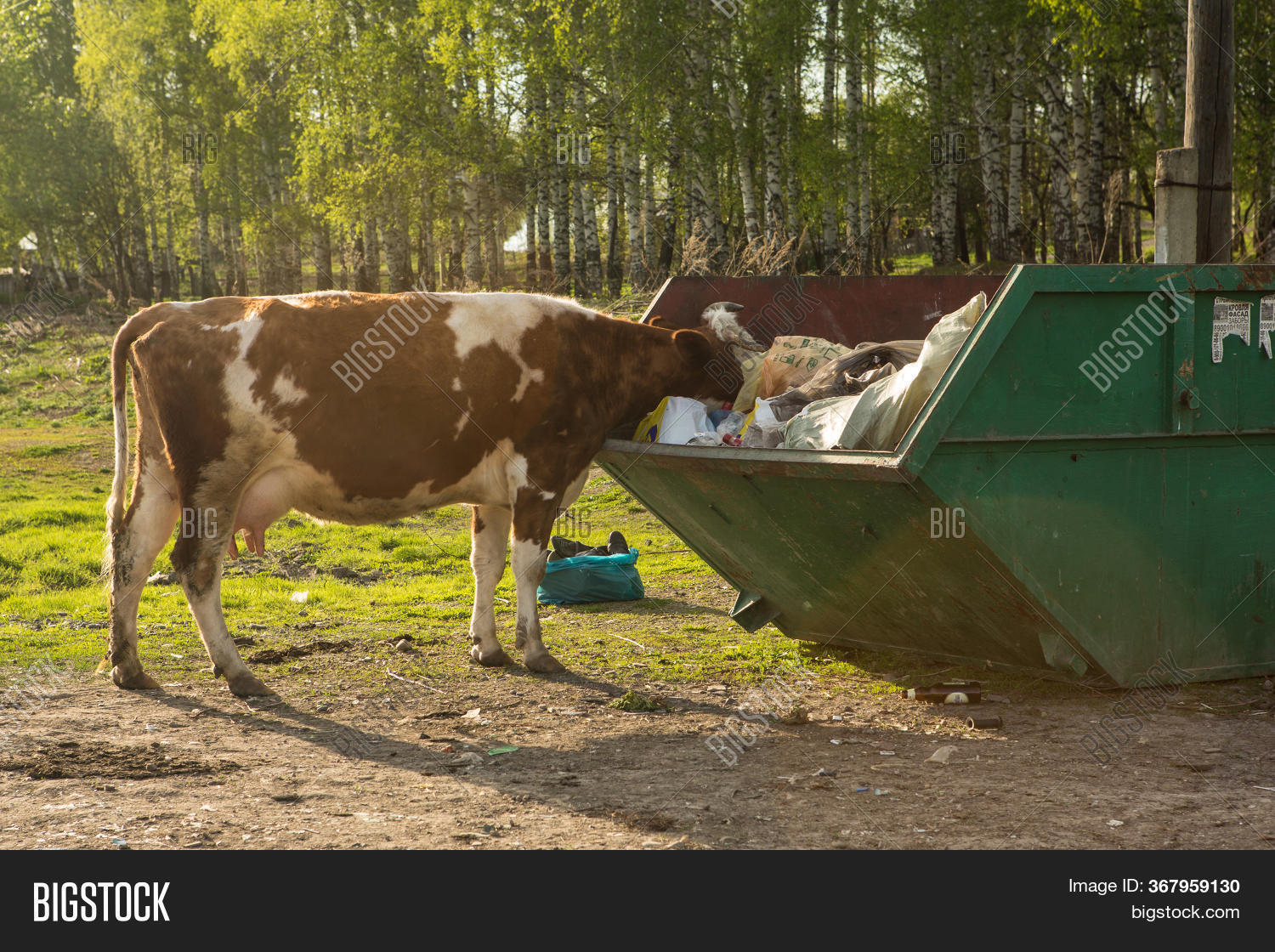 Cows Eat Plastic Image & Photo (Free Trial) | Bigstock