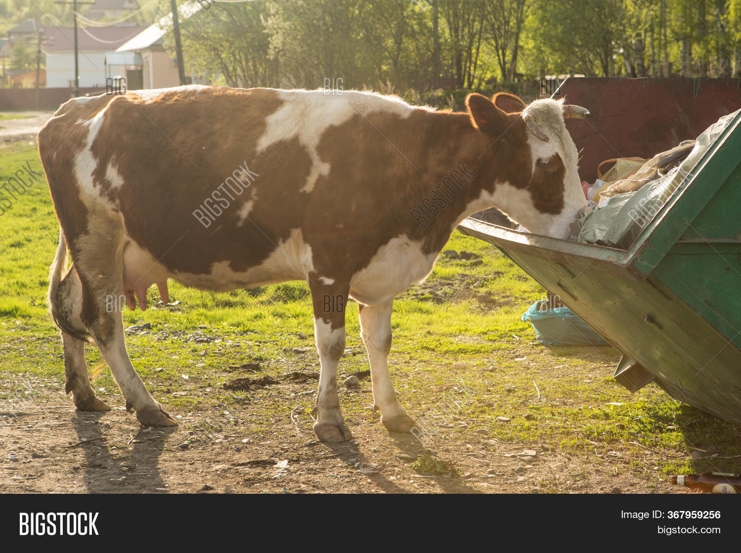 Cows Eat Plastic Image & Photo (Free Trial) | Bigstock