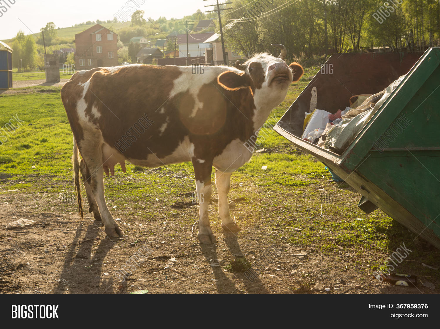 Cows Eat Plastic Image & Photo (Free Trial) | Bigstock