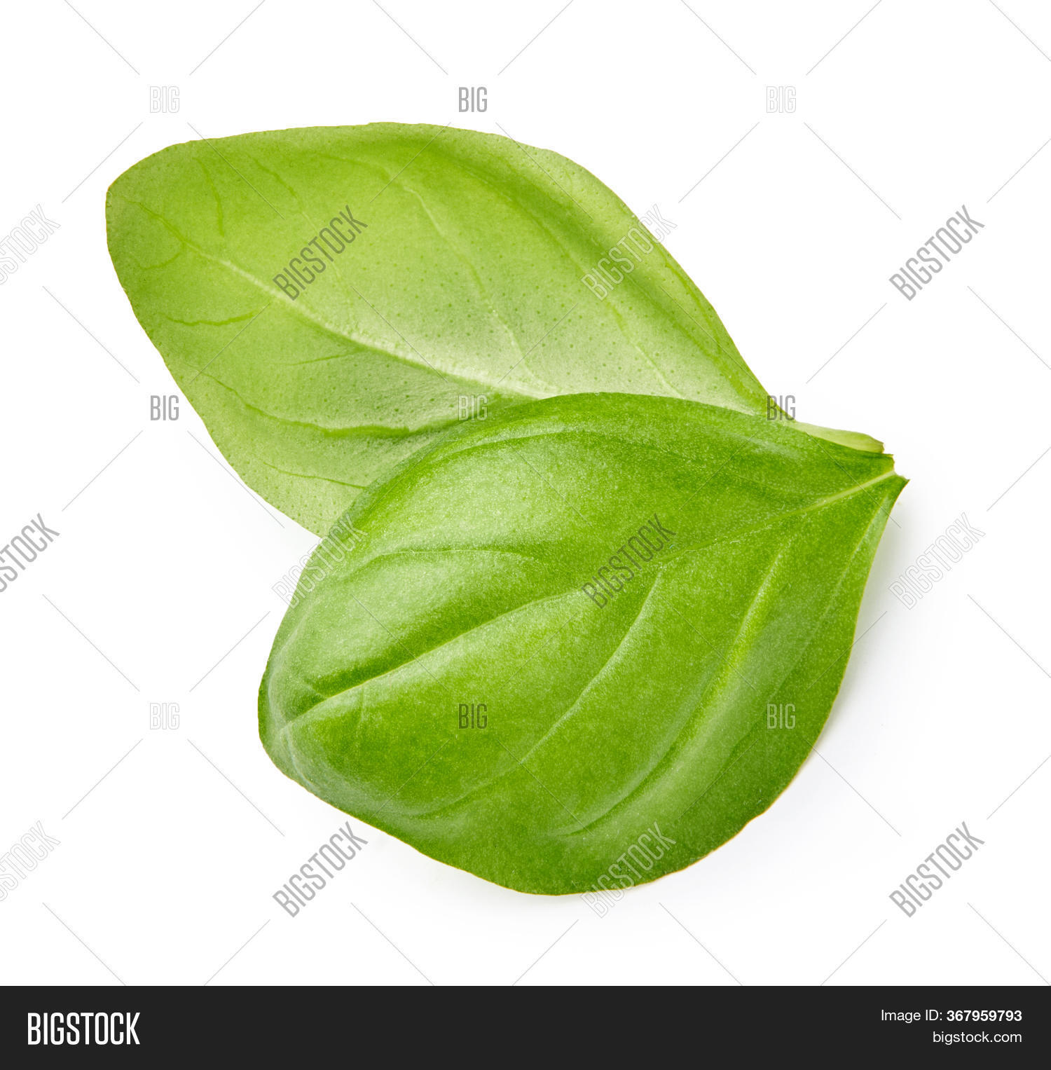 Three Basil Leaves Image & Photo (Free Trial) | Bigstock