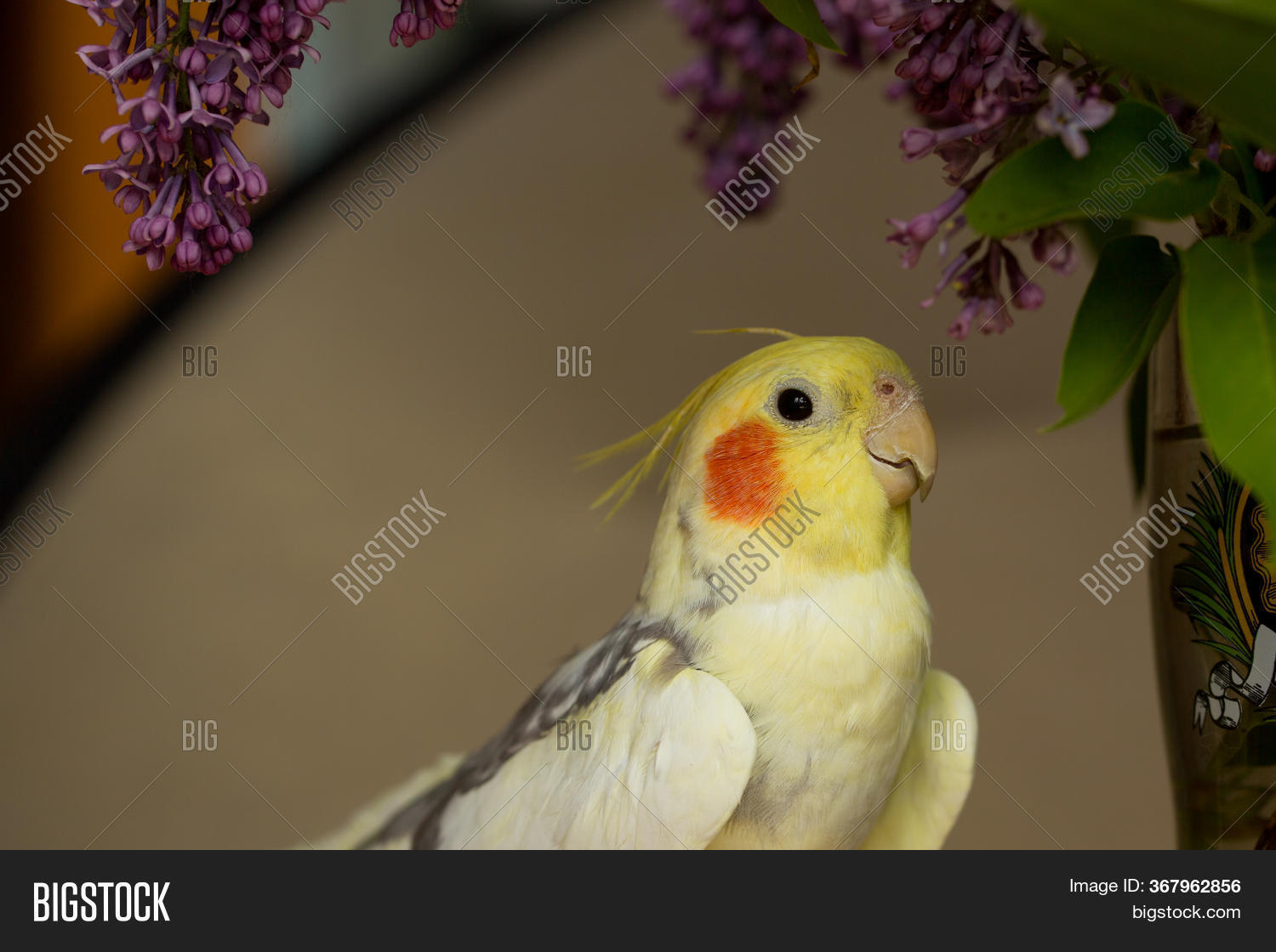 Corella Parrot Red Image & Photo (Free Trial) | Bigstock