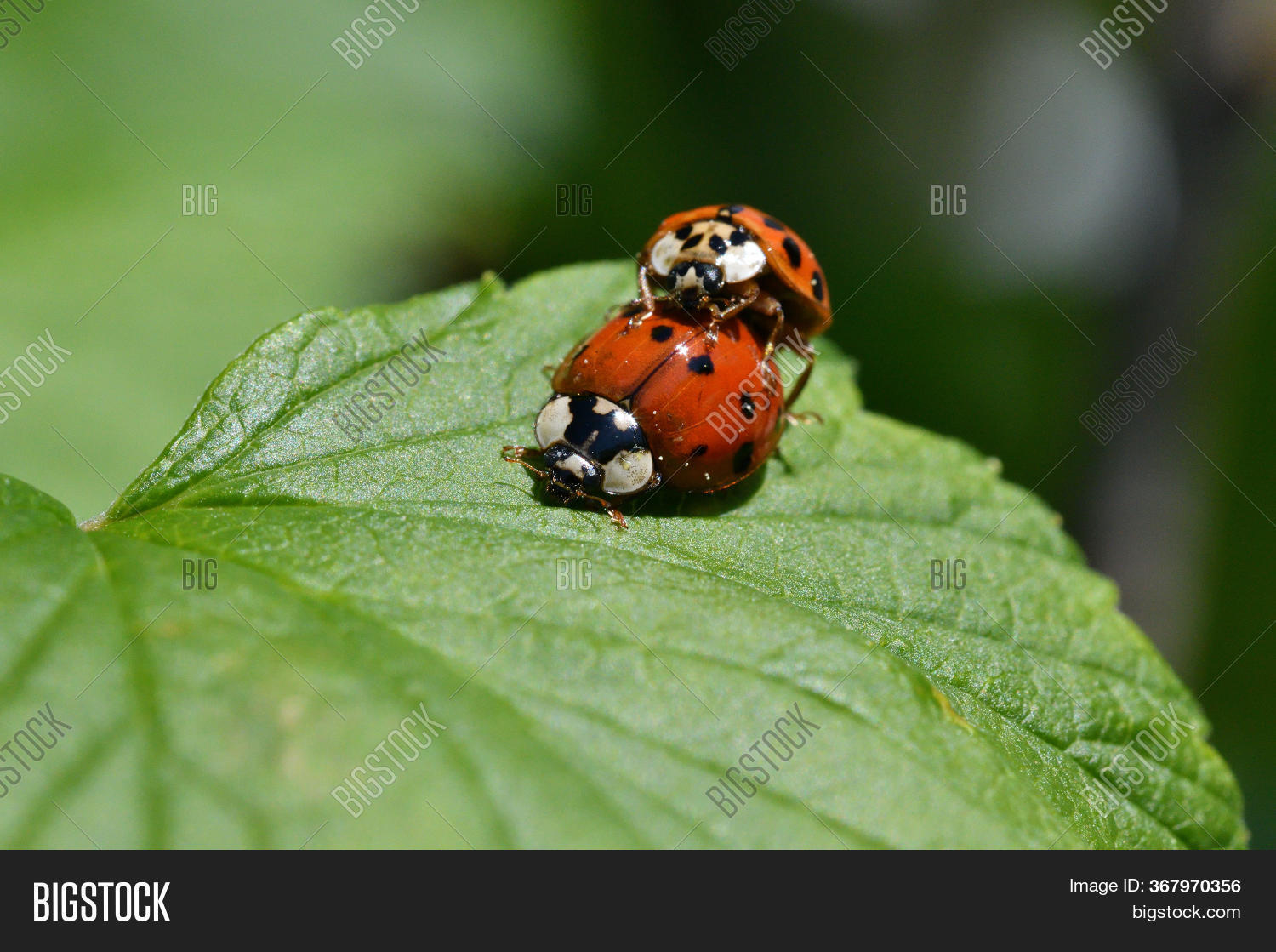 Macro Photo Ladybugs Image & Photo (Free Trial) | Bigstock