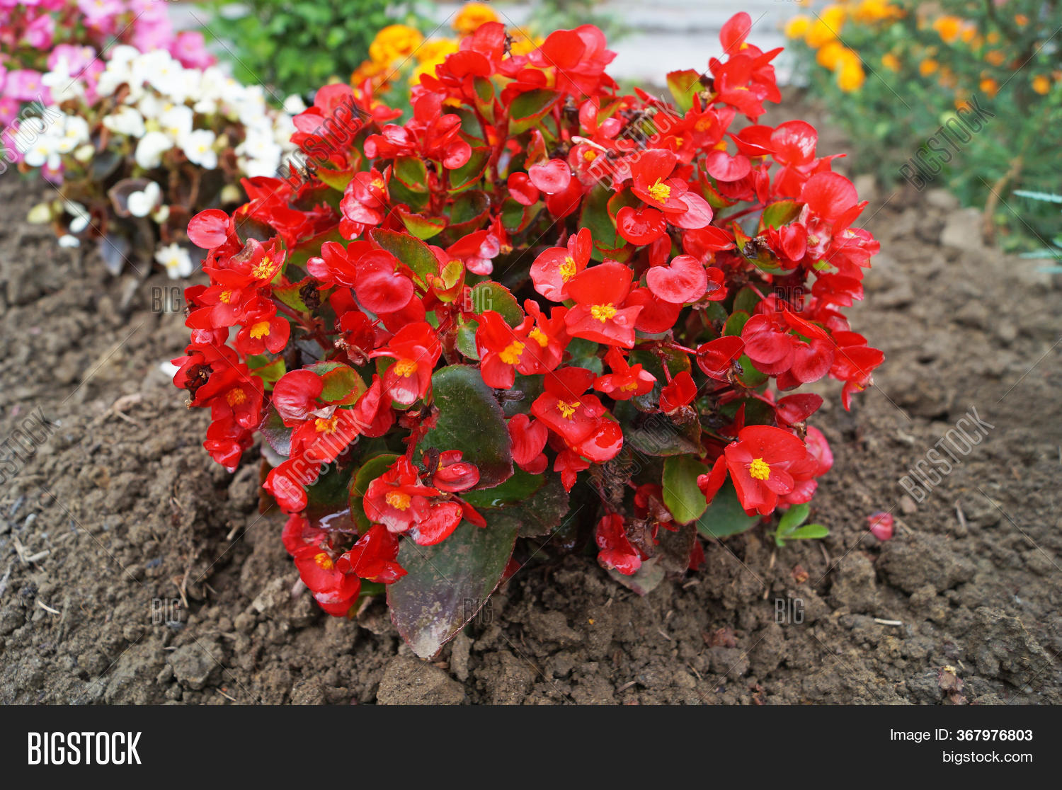 Begonia Bush Shiny Image & Photo (Free Trial) | Bigstock