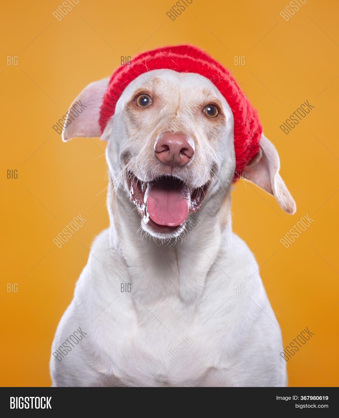 Cute Dog Studio On Image & Photo (Free Trial) | Bigstock
