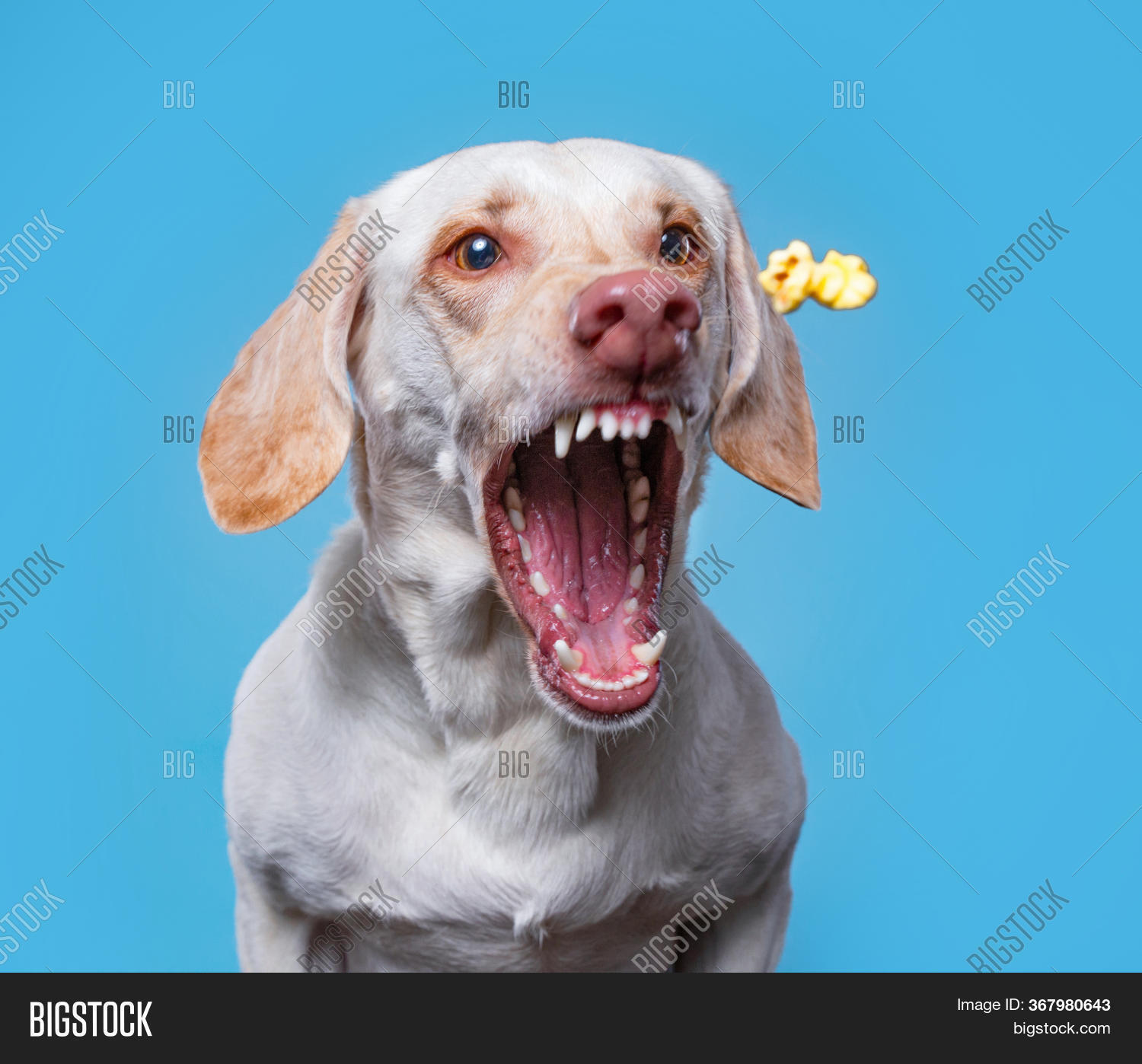 Cute Dog Catching Image & Photo (Free Trial) | Bigstock