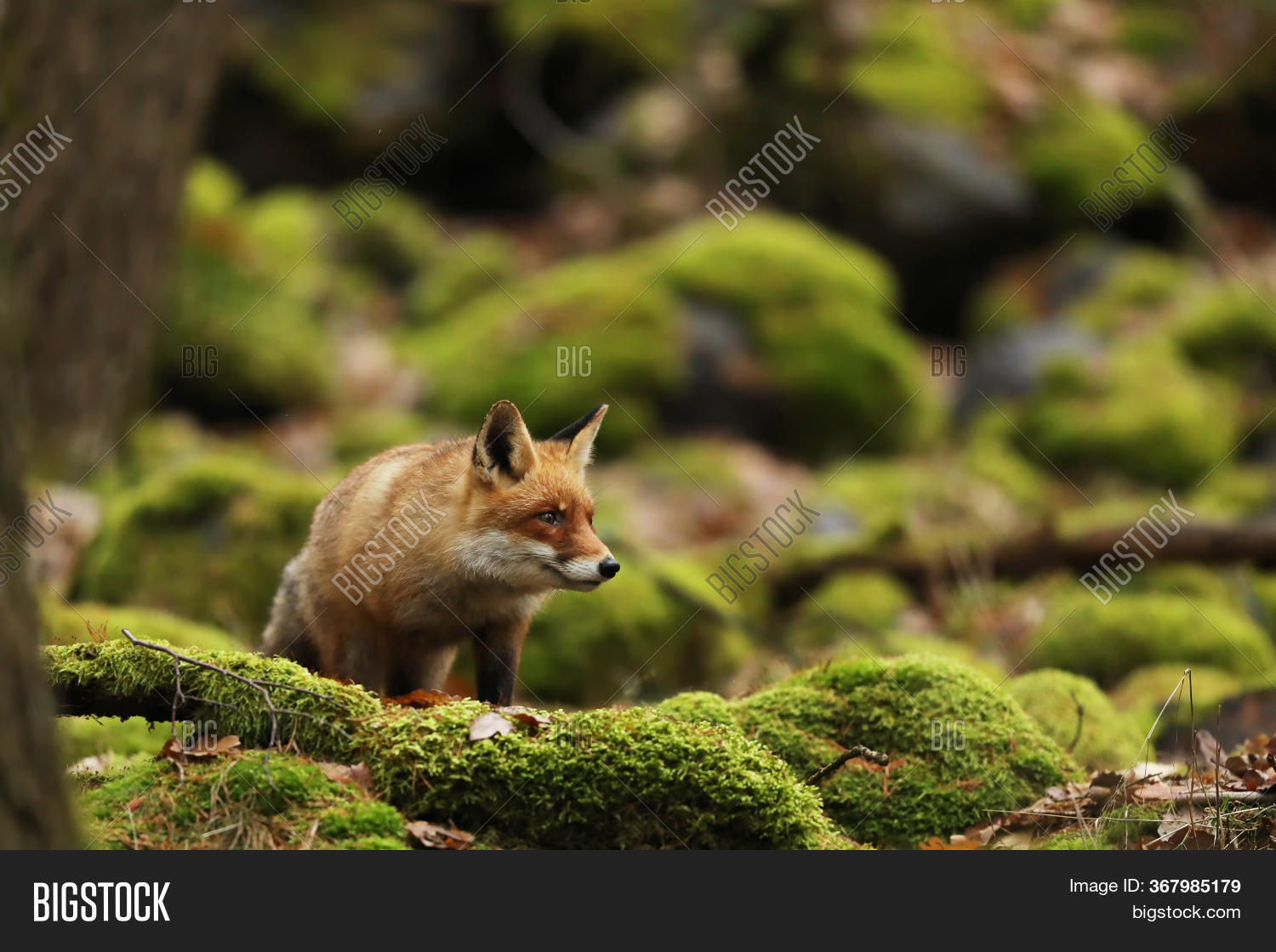 Red Fox Forest, Vulpes Image & Photo (Free Trial) | Bigstock