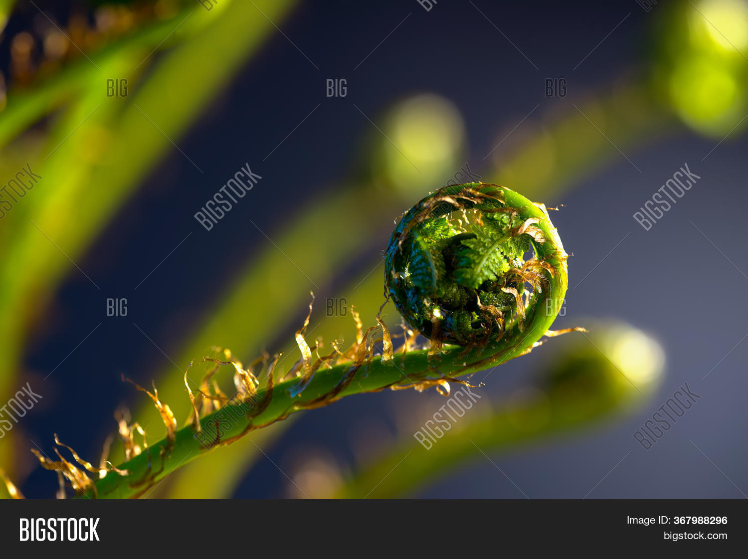 Young Fern Shoots On Image & Photo (Free Trial) | Bigstock