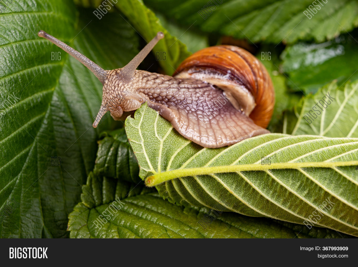 Snail On Green Leaf. Image & Photo (Free Trial) | Bigstock