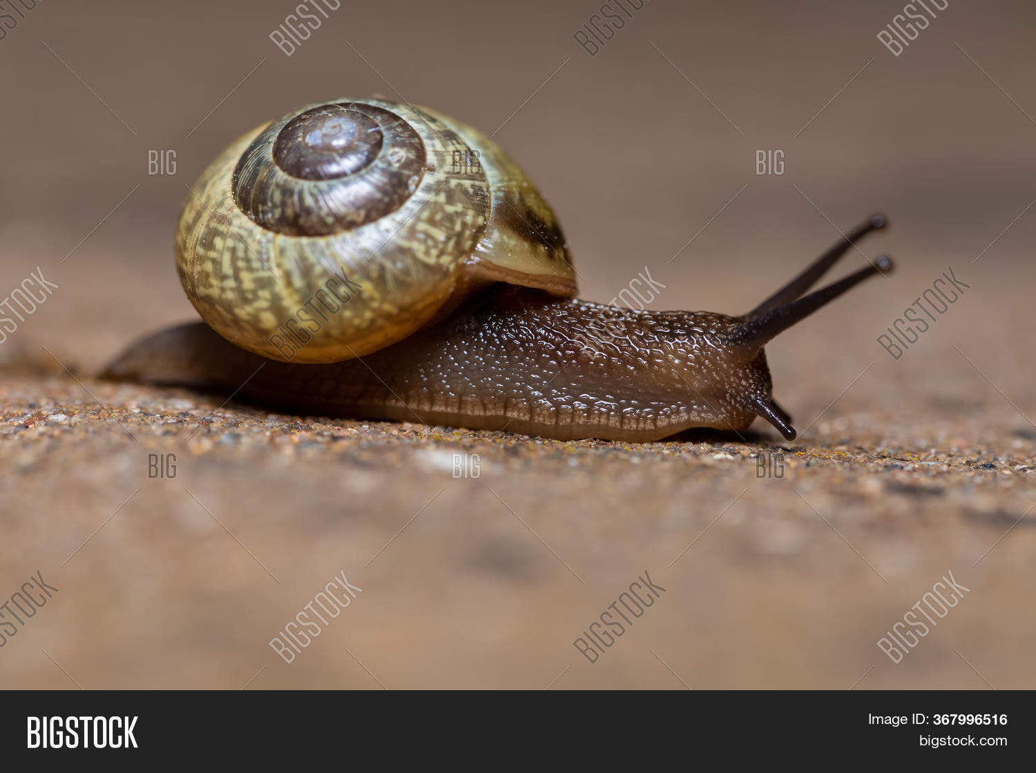 Garden Snail (helix Image & Photo (Free Trial) | Bigstock